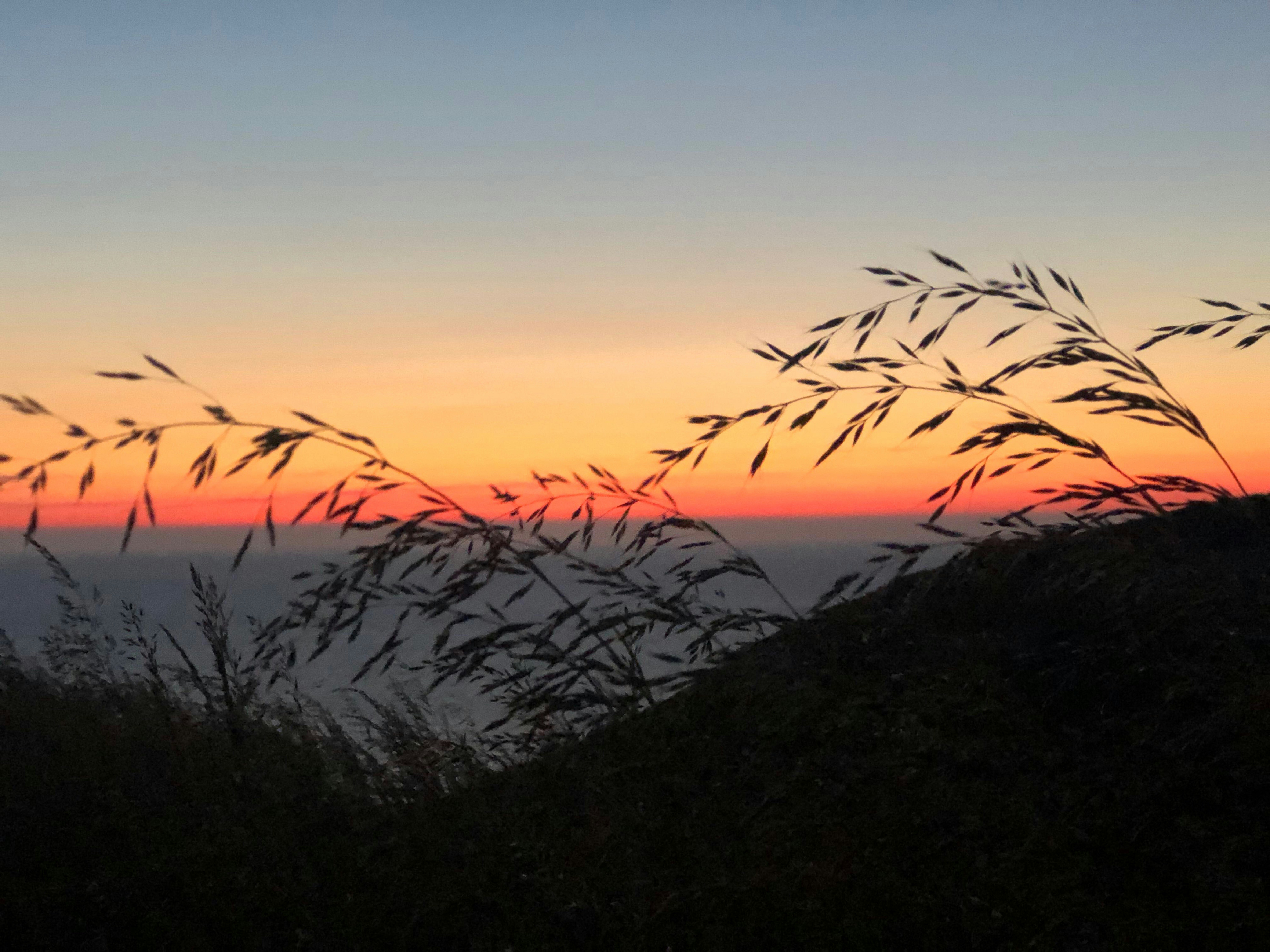 Herbe verte pendant l’or hor photo – Photo Plante Gratuite sur Unsplash