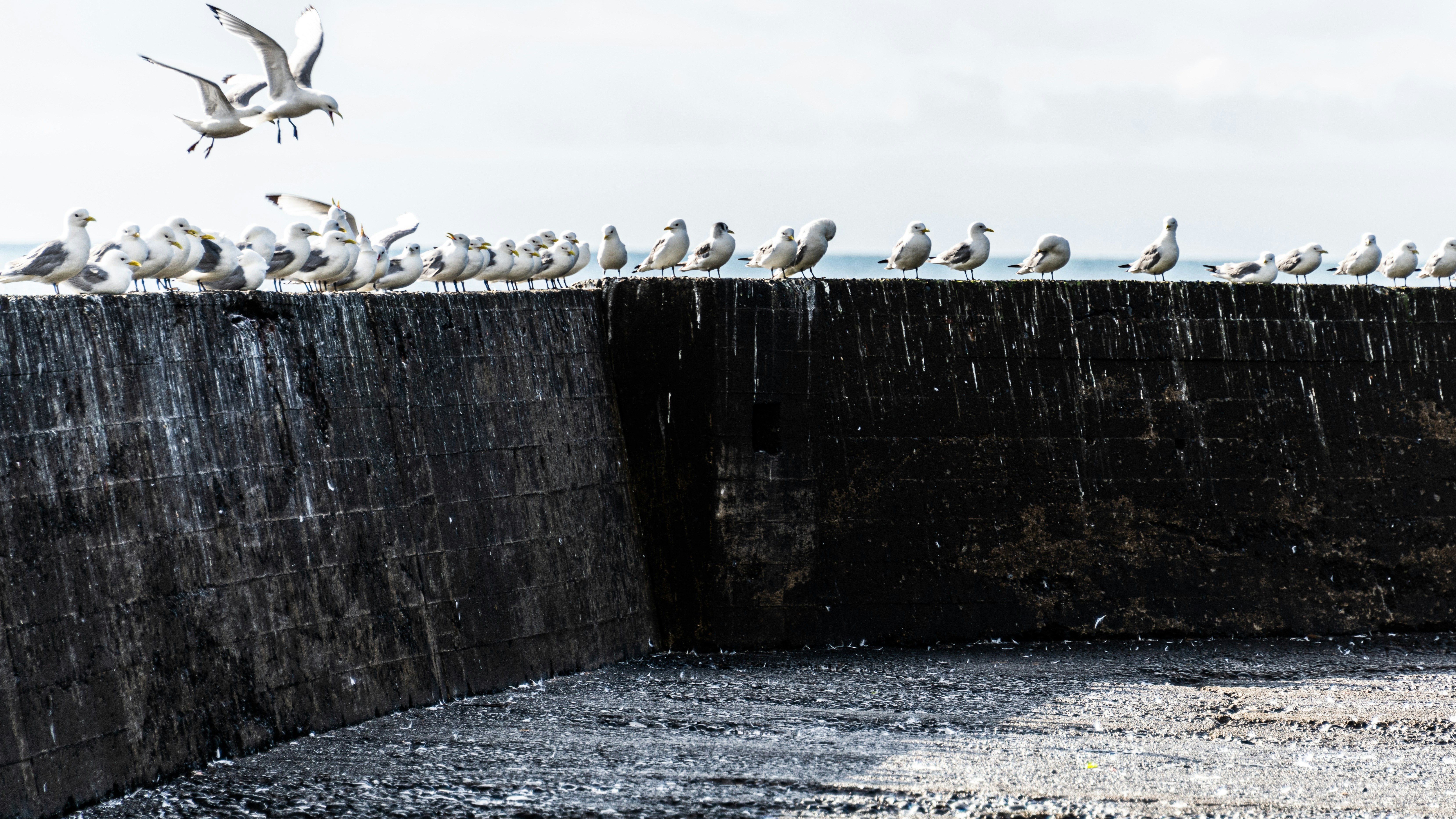 birds on concrete platform