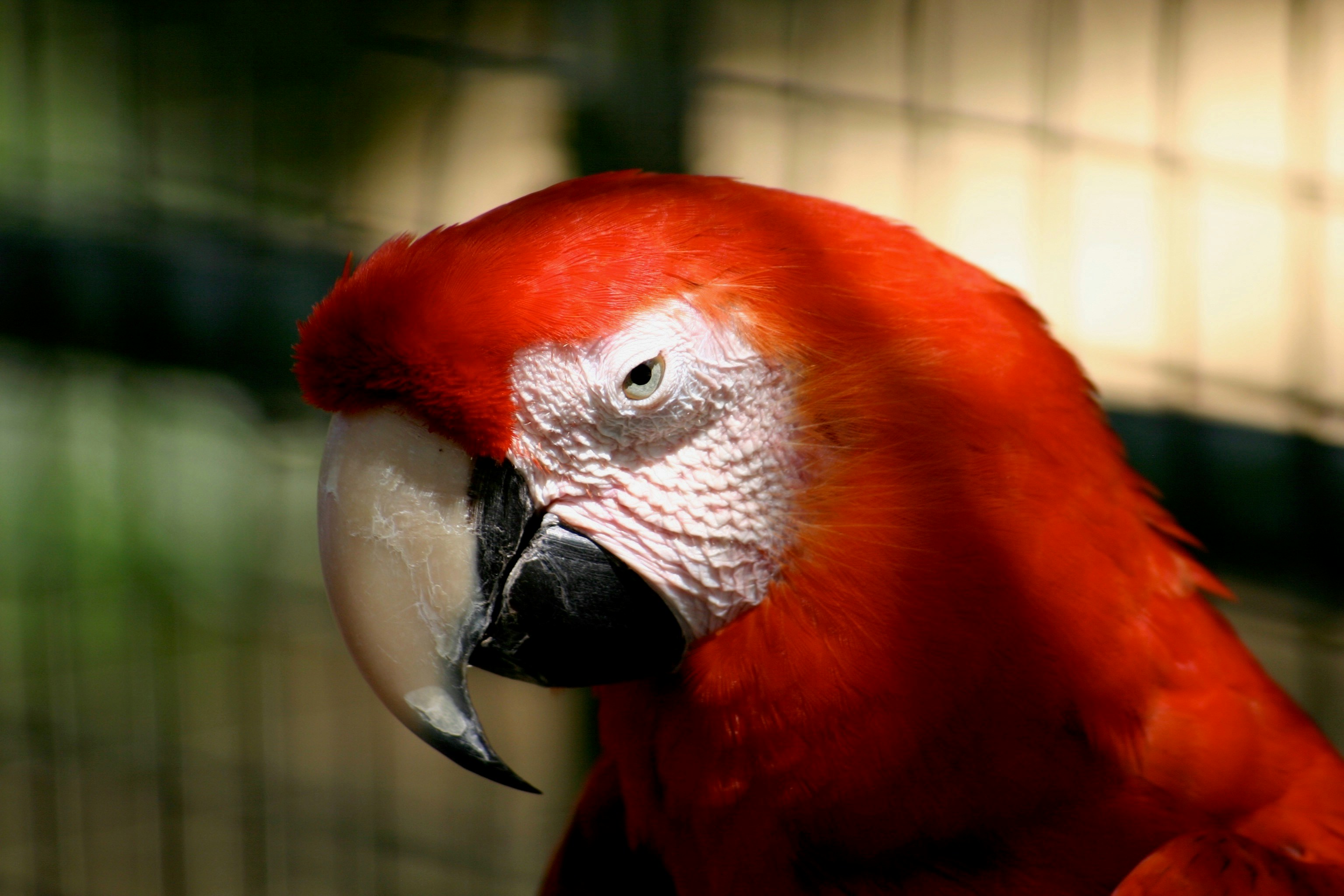 Vibrant red parrot with a striking beak, captured in a moment of contemplation against a softly blurred background.