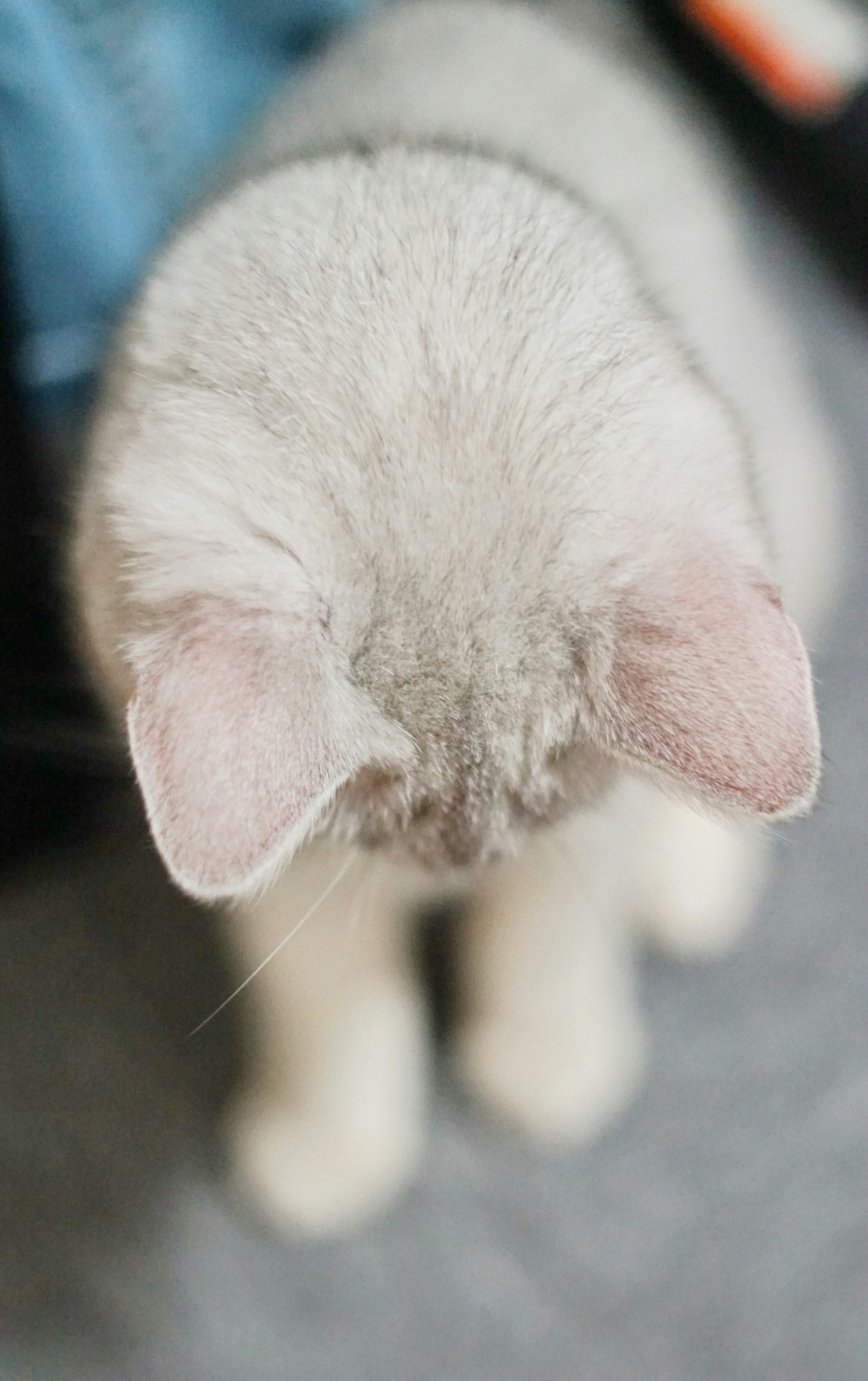 Velvet Ears from Above: A Pale Kitten in Soft Focus