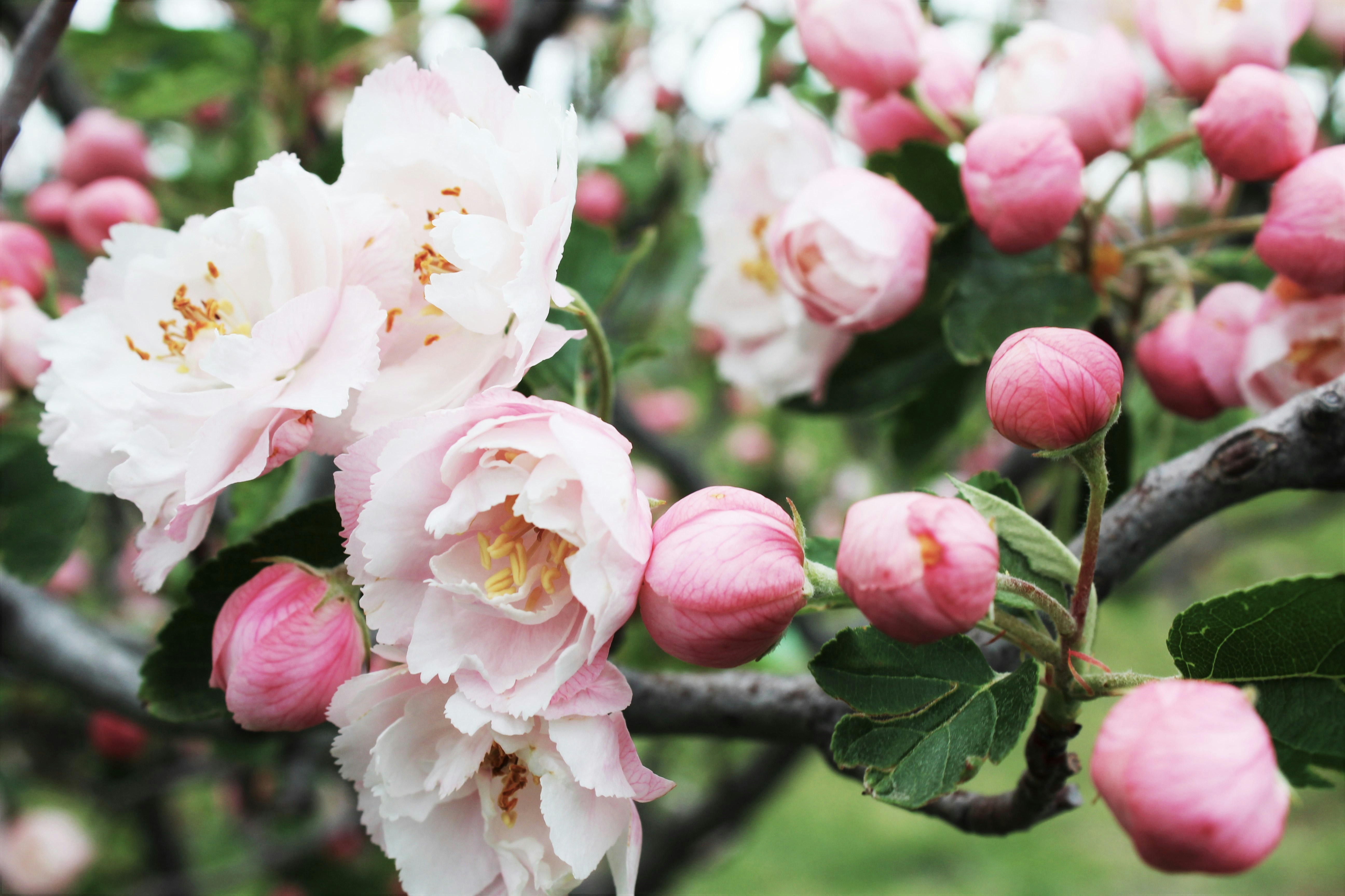 Soft Bloom Ensemble: Close-Up of Pink Buds and White Petals on a Spring Branch