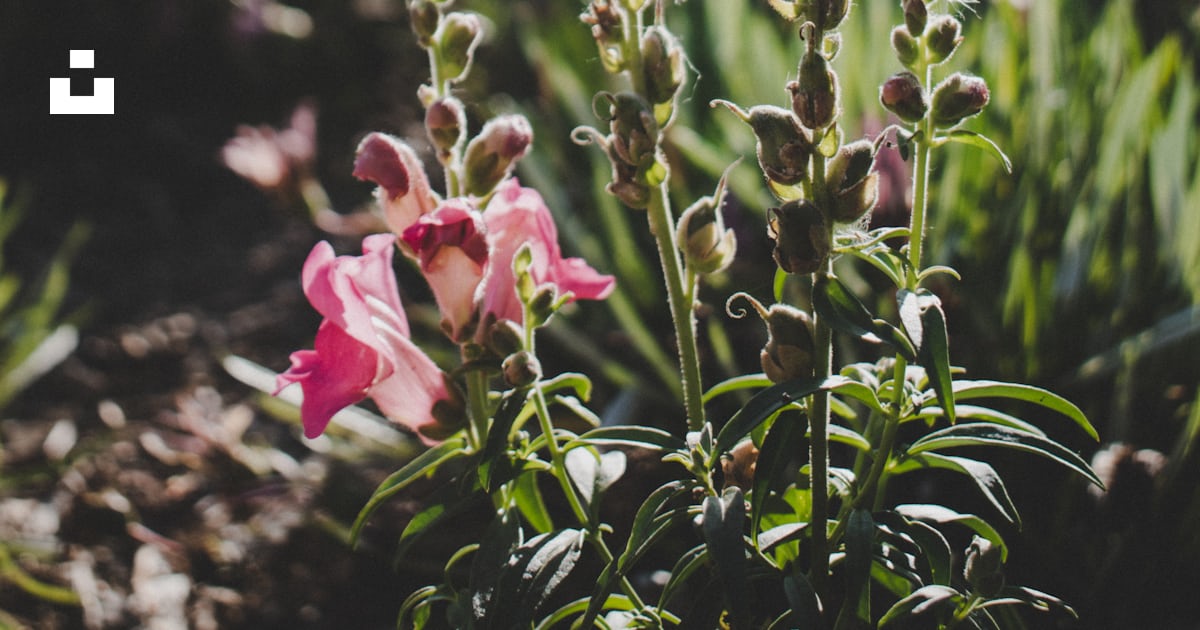 Foto Planta De Hojas Verdes Con Flores Rosadas Imagen Flor Gratis En