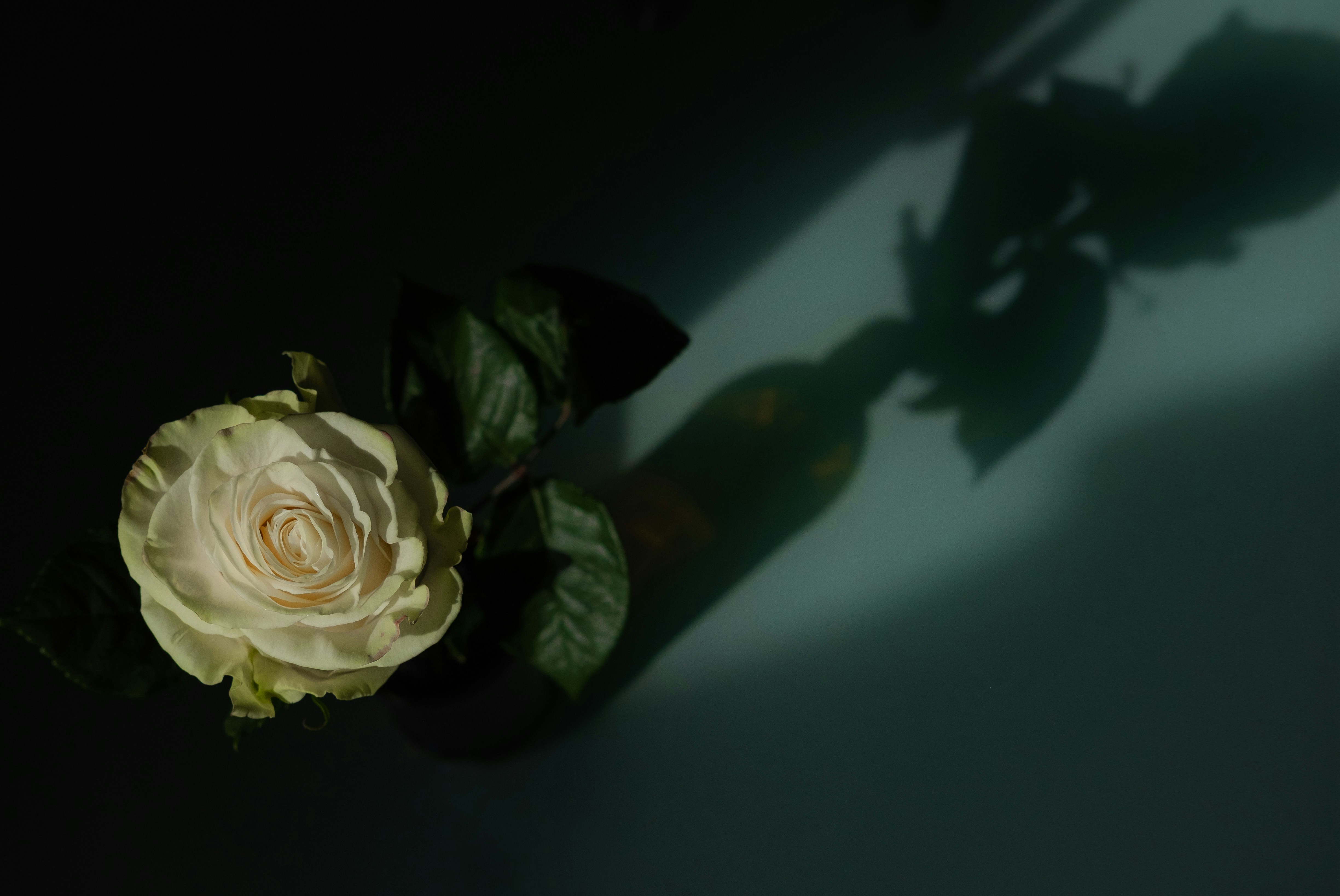 White rose casting a delicate shadow on a dimly lit surface.