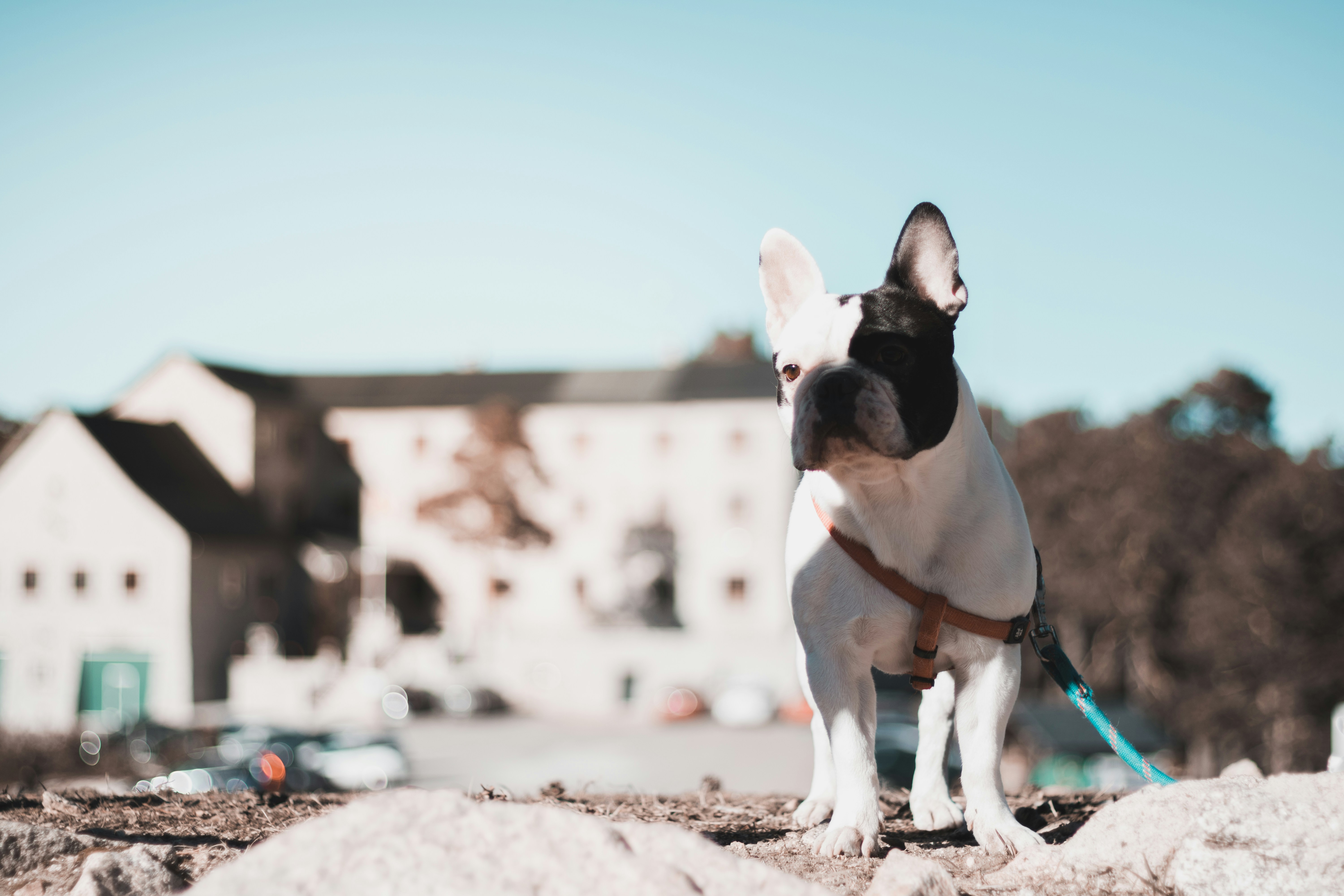 Sunlit Bulldog Sentinel on a Rocky Promenade