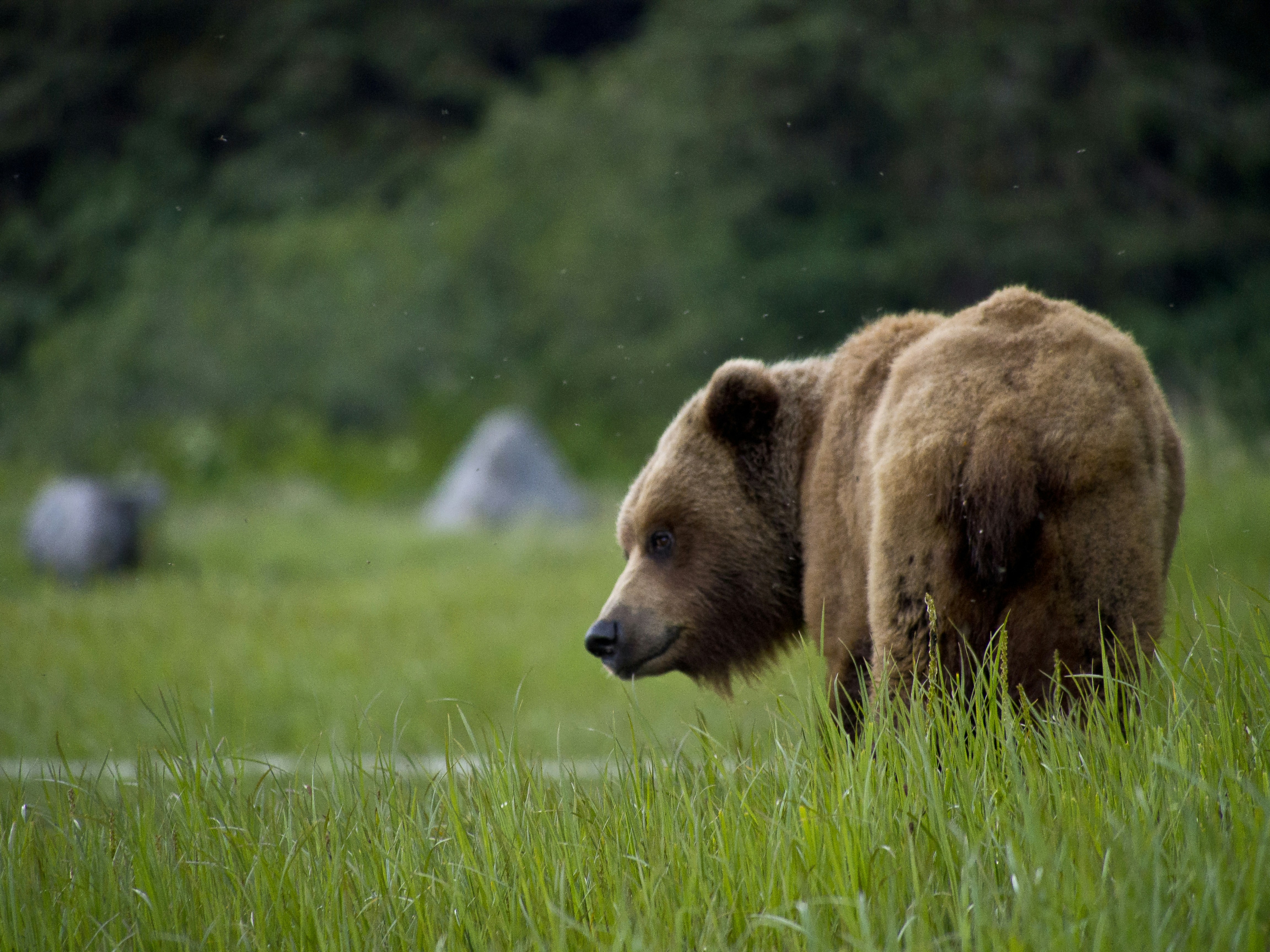 Brown bear photo – Free Marine Image on Unsplash