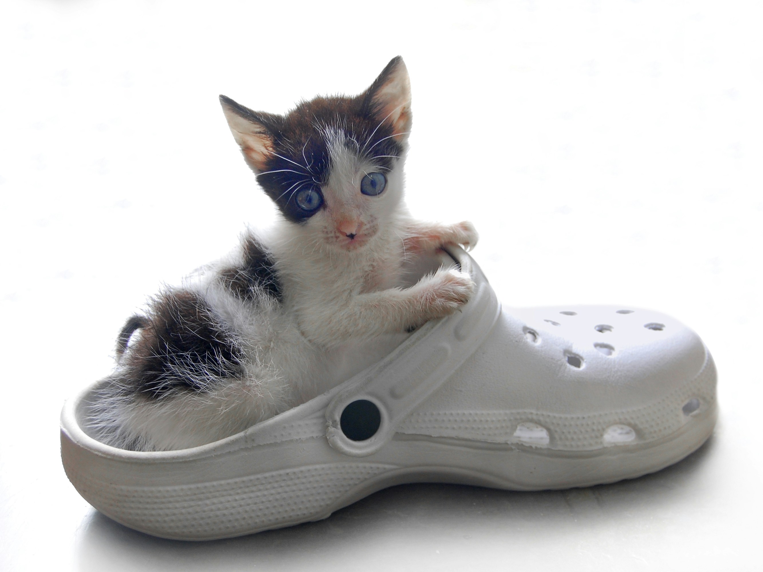 A playful kitten nestled inside a white Crocs shoe, showcasing its curious expression and distinctive markings.