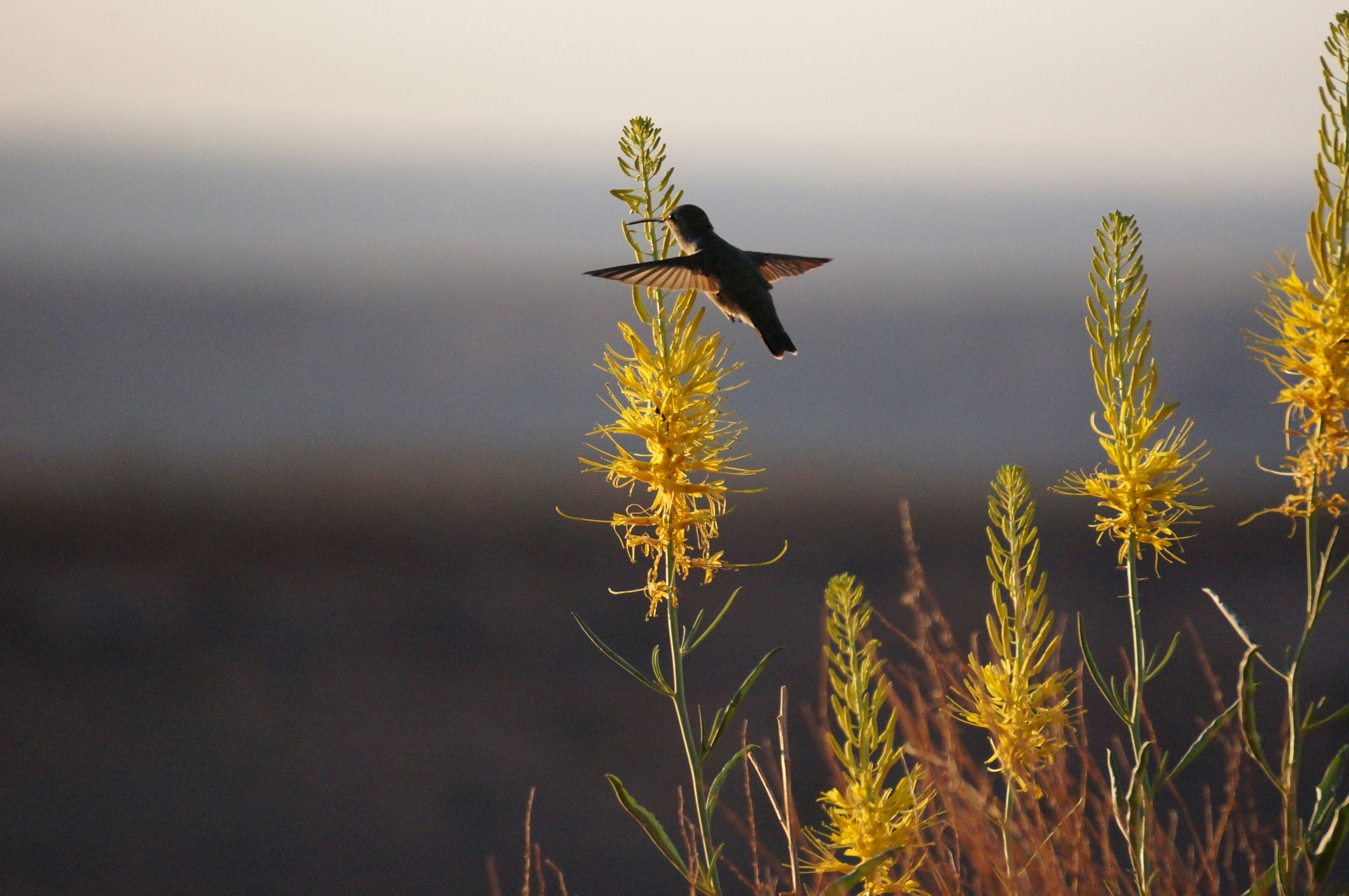 Hummingbird flying around grass photo – Free Green river Image on Unsplash