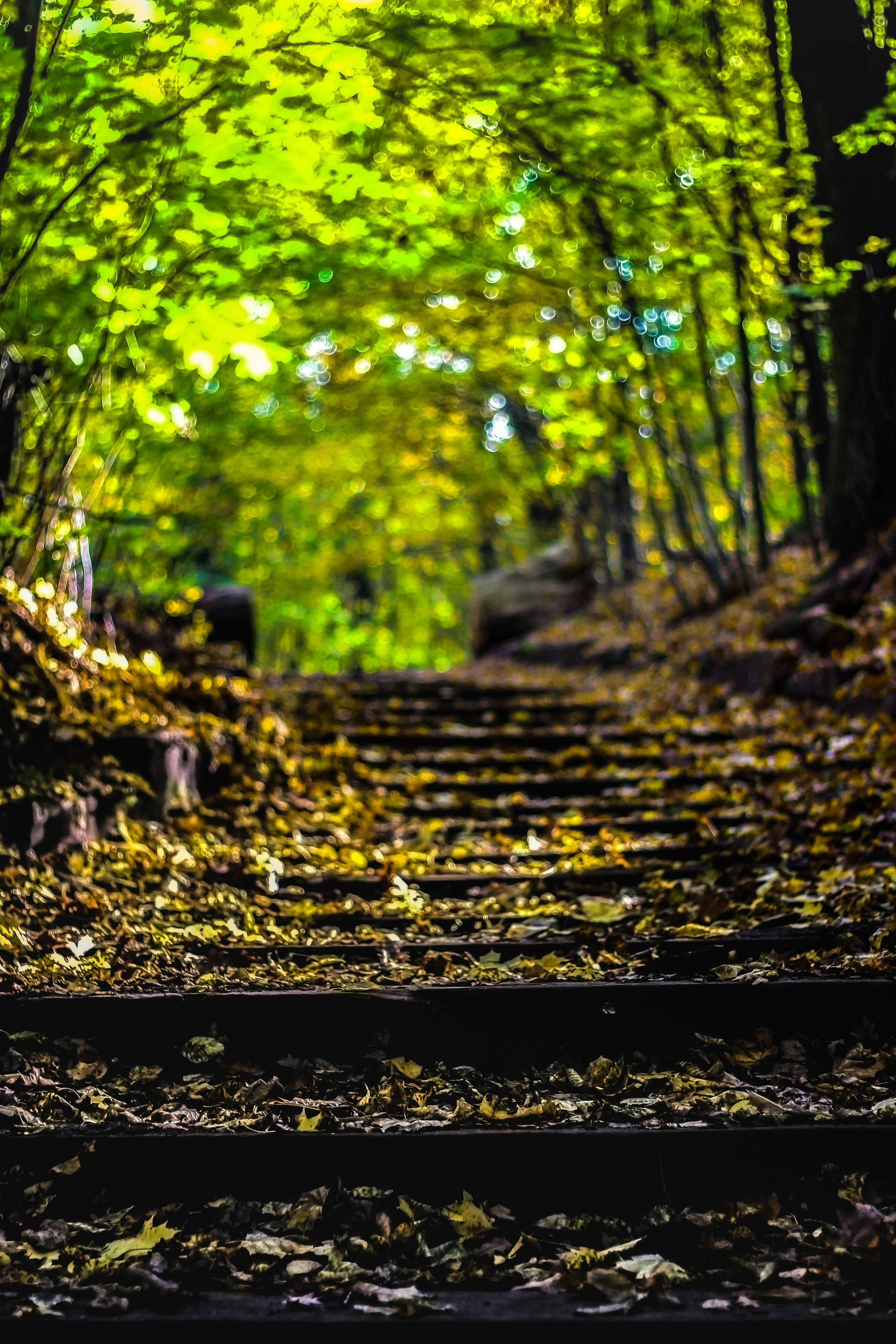 Green leaf tree photo – Free Green Image on Unsplash