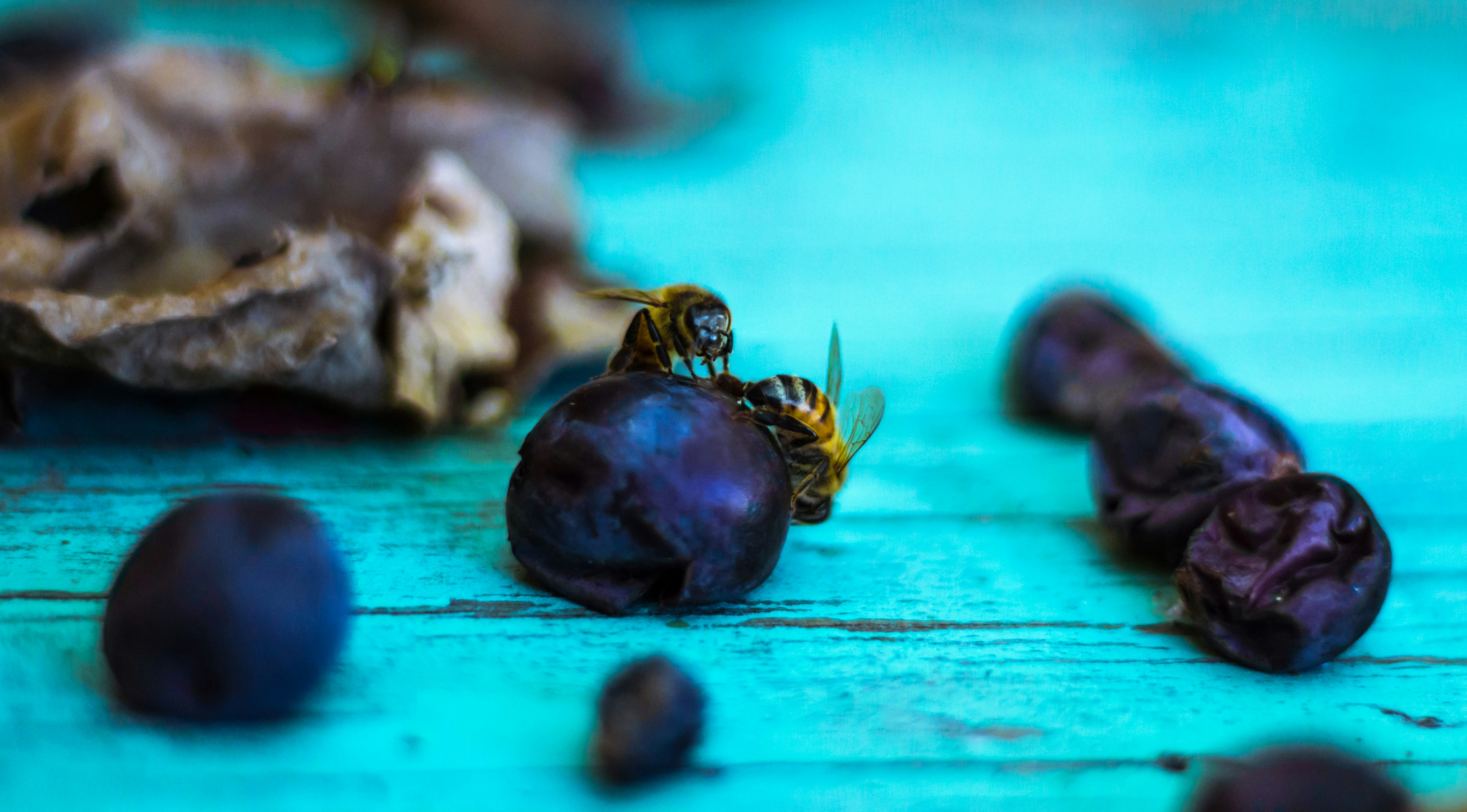 Bluish-Turquoise Tabletop: A Duo of Berries Beneath a Busy Hive