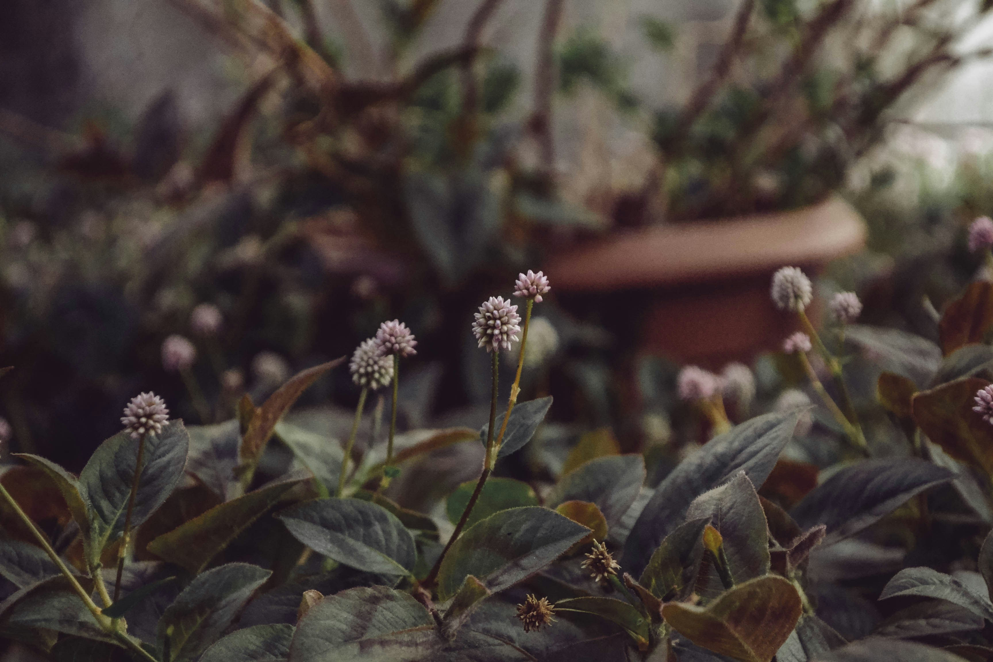 Delicate flowers with white buds surrounded by lush green leaves in a serene garden setting.