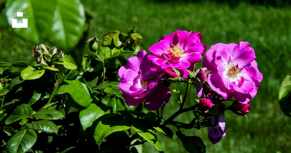 Planta De Hojas Verdes Con Flores Moradas Foto Imagen De Heckenrose