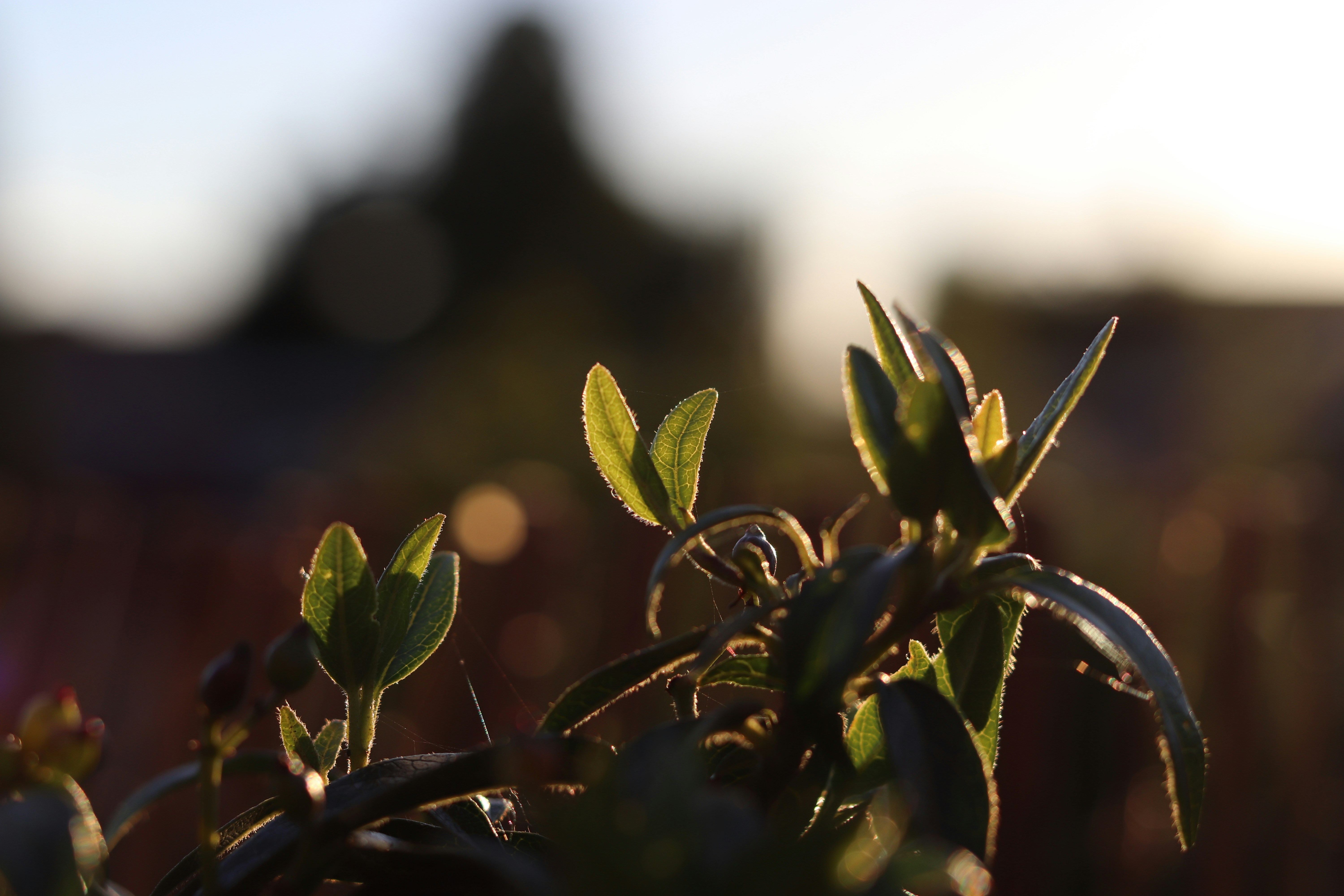 Early Light on Tender Leaves