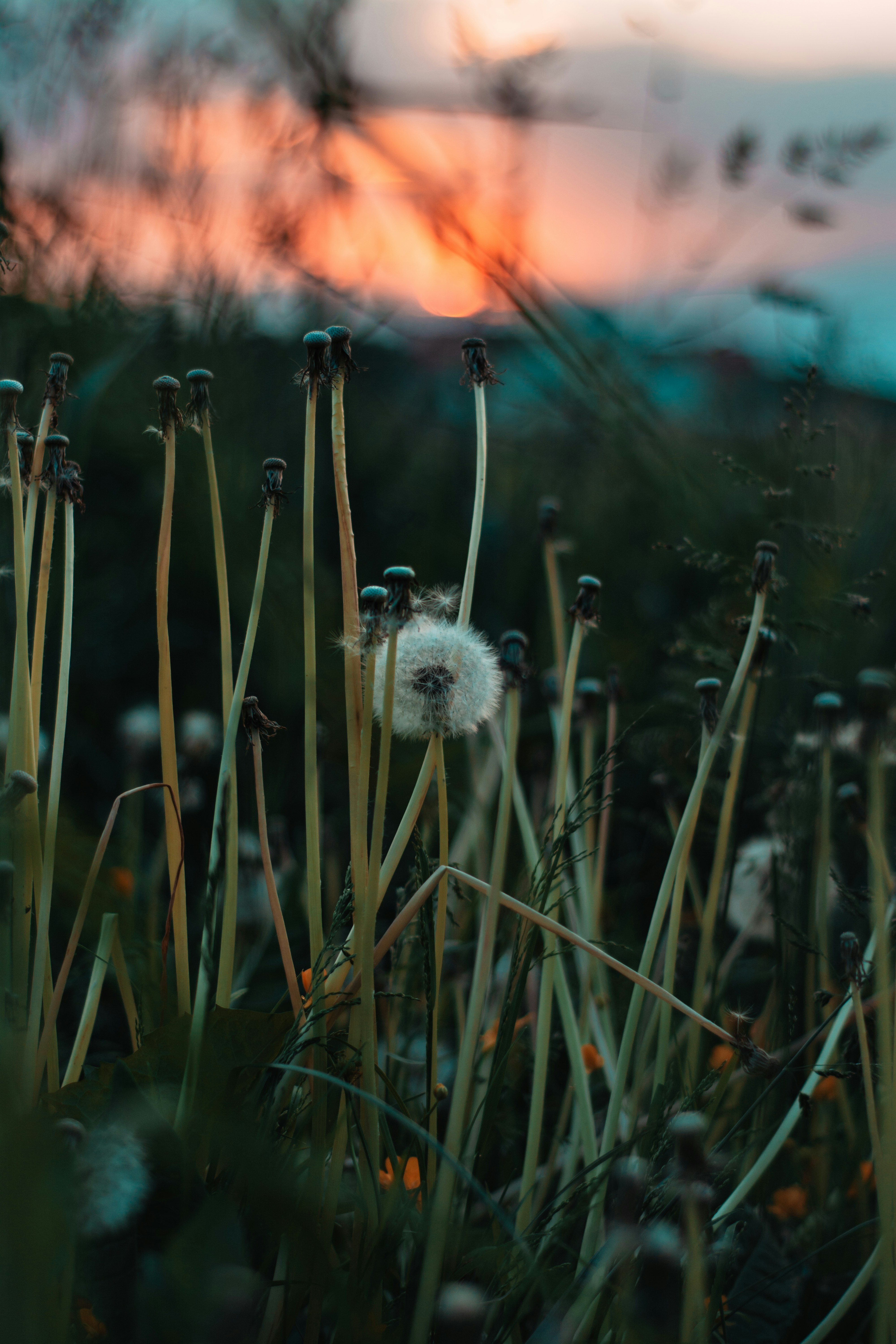 Dandelion in the Golden Hour: Quiet Resilience Among Stems