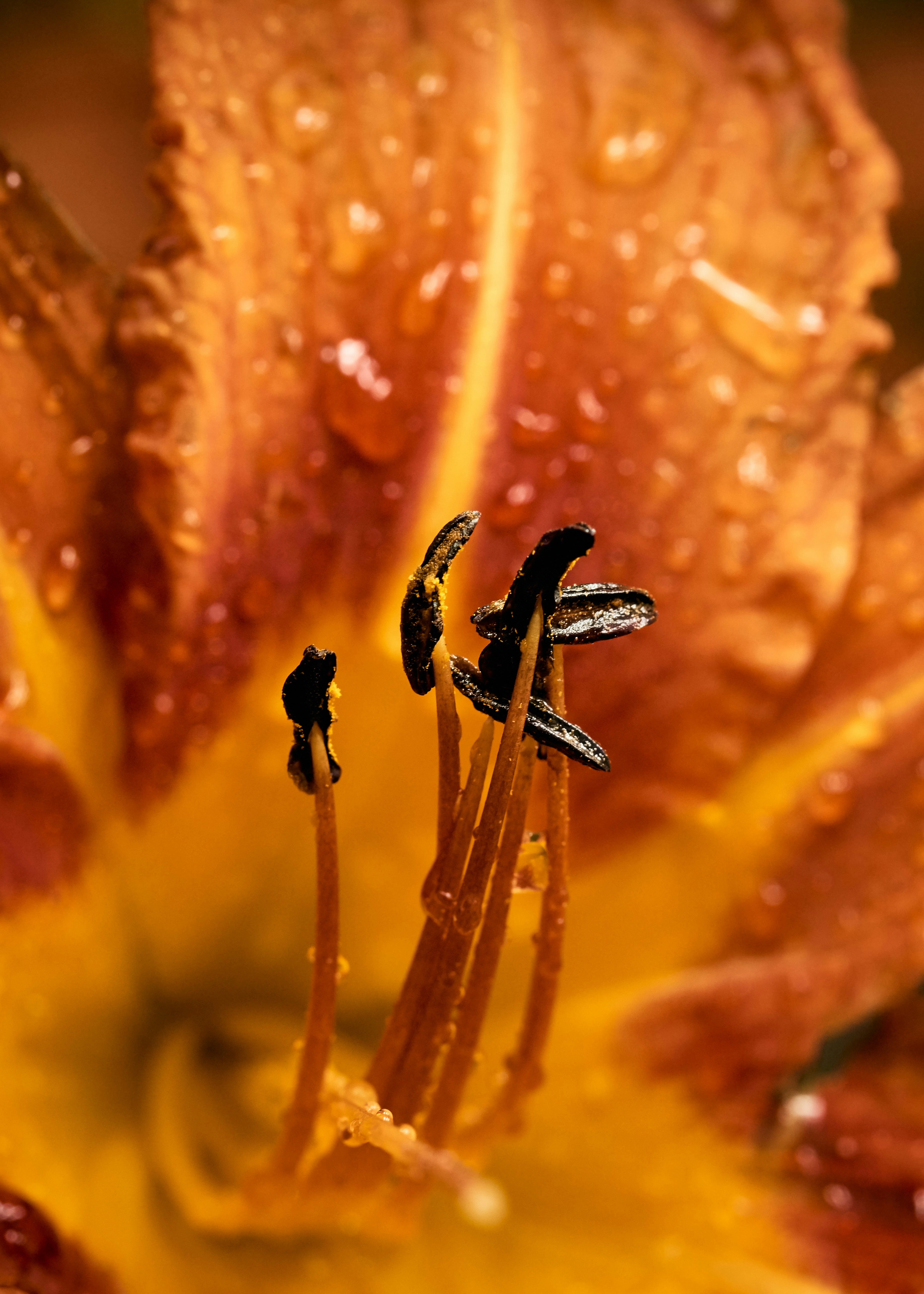 Amber Stamen Portrait: Dew-Kissed Tulip Macro