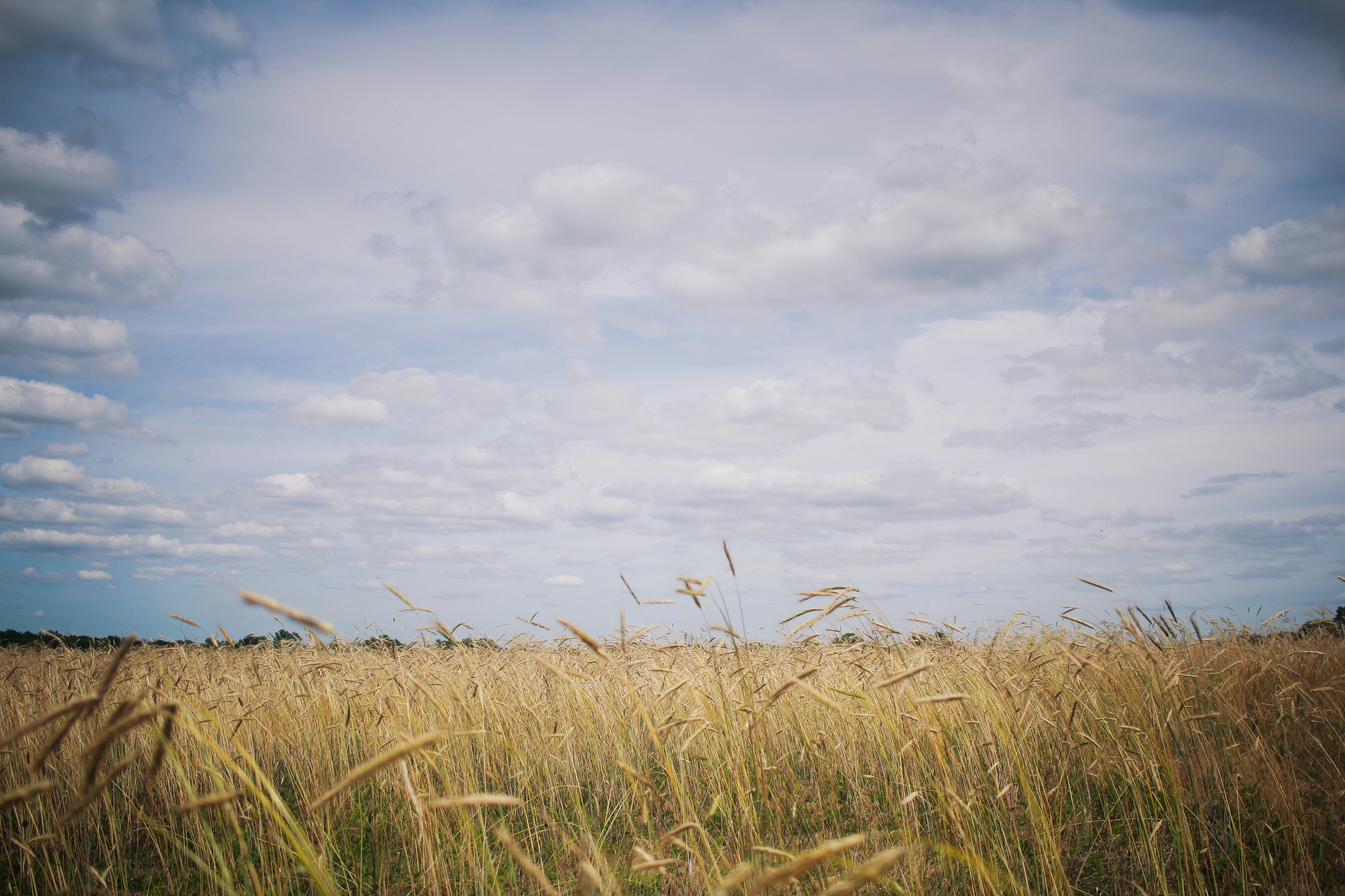 Wheat lant photo – Free Grey Image on Unsplash