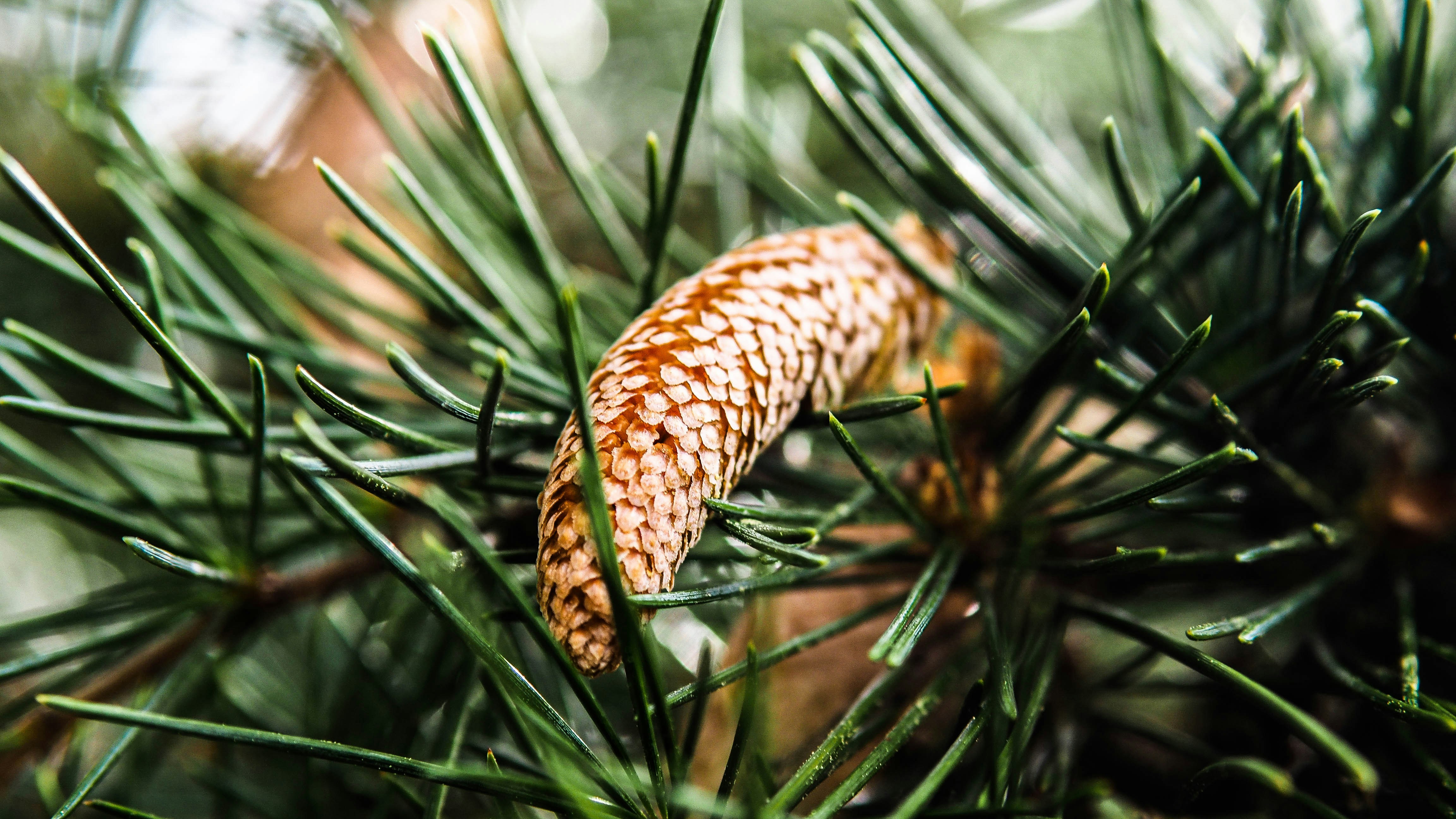 Pine Needle Mosaic: A Close-Up of Textured Cones and Green Foliage