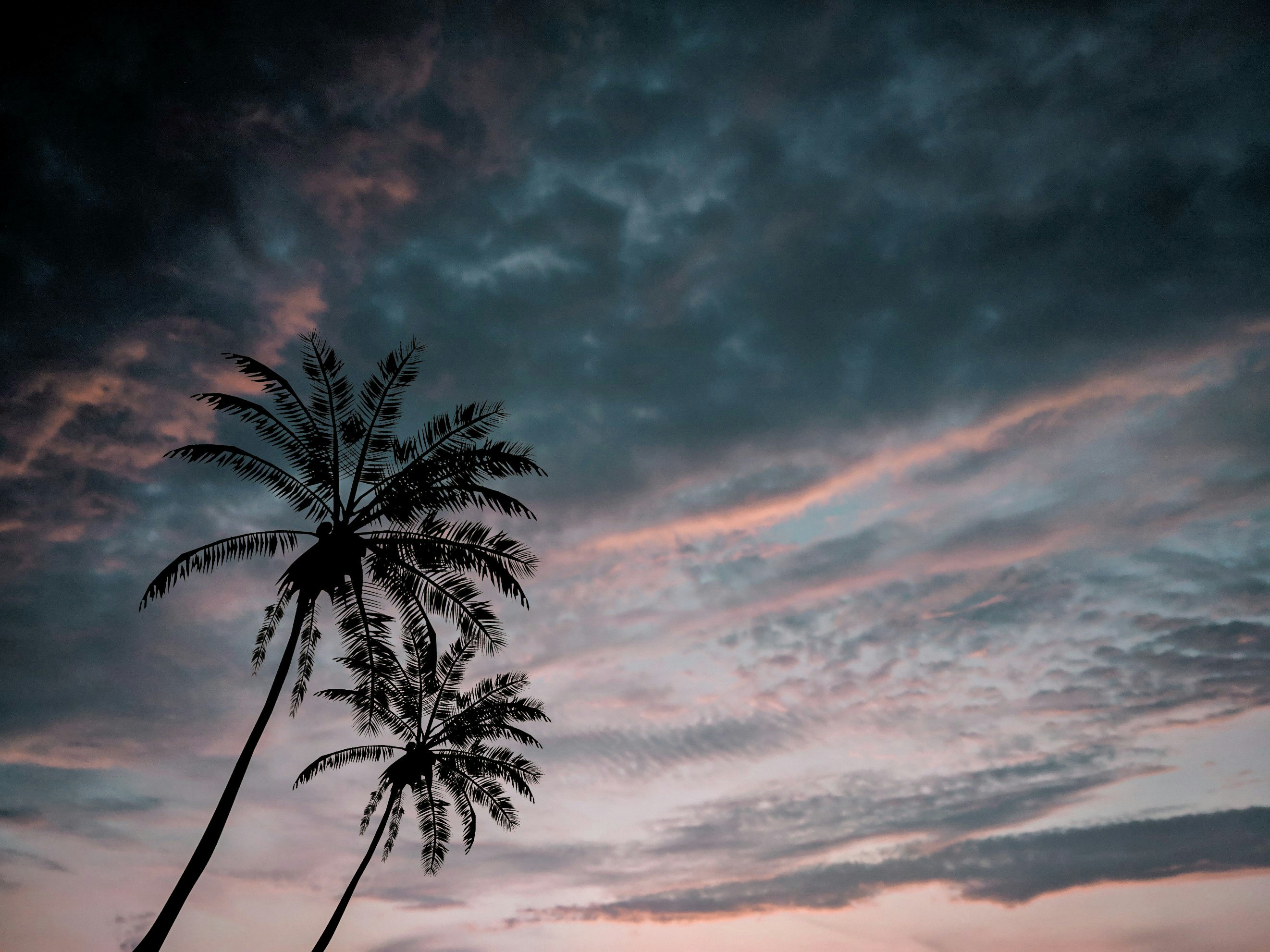 Silhouette of two palm trees against a dramatic twilight sky with pink and blue hues.