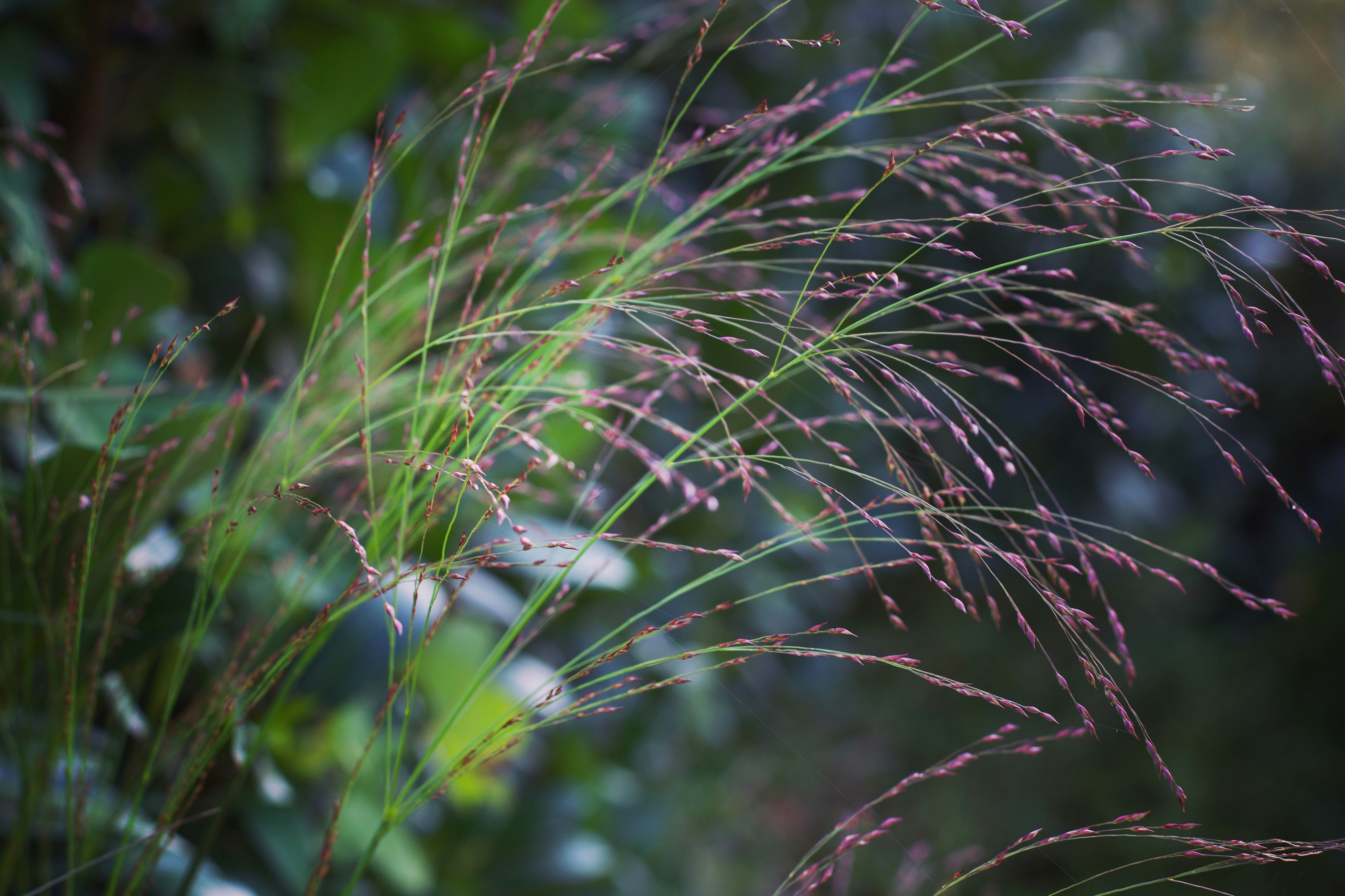 Delicate grasses sway gently, showcasing intricate details against a blurred green backdrop. The scene captures the essence of tranquility in nature.