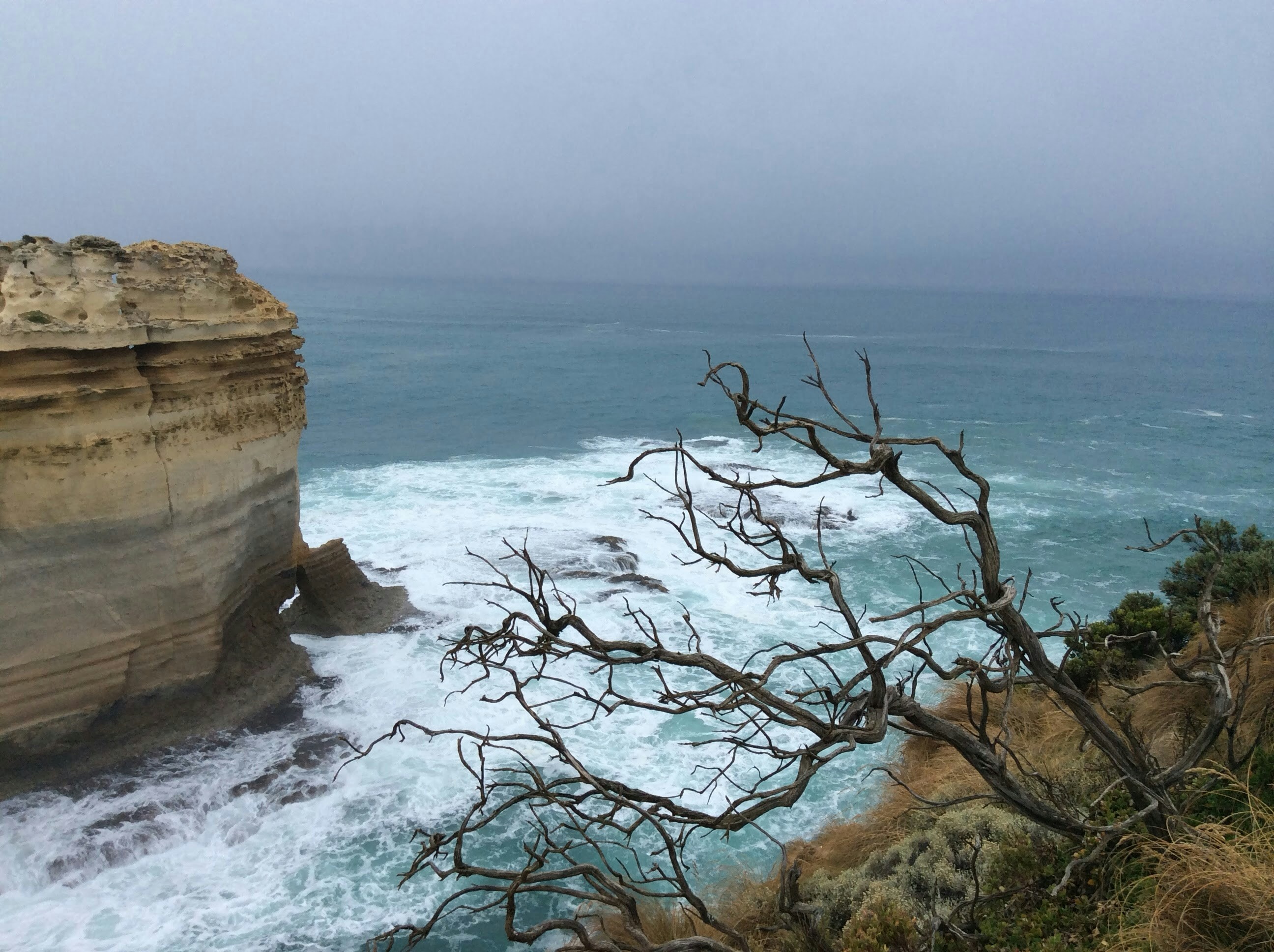 Bare tree near ocean' photo – Free Grey Image on Unsplash