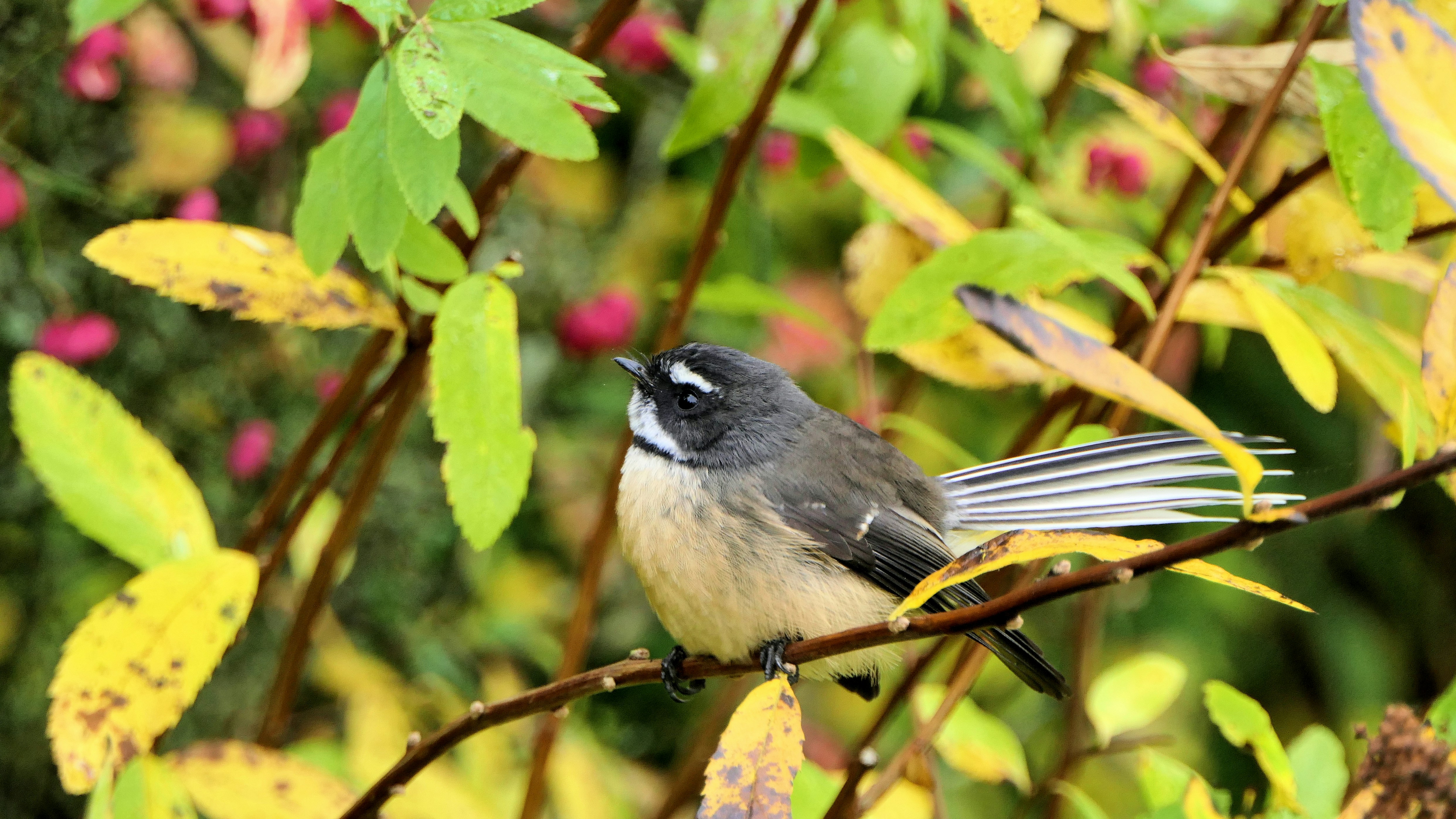 A small bird perched on a branch amidst vibrant autumn foliage, showcasing the interplay of colors in nature.