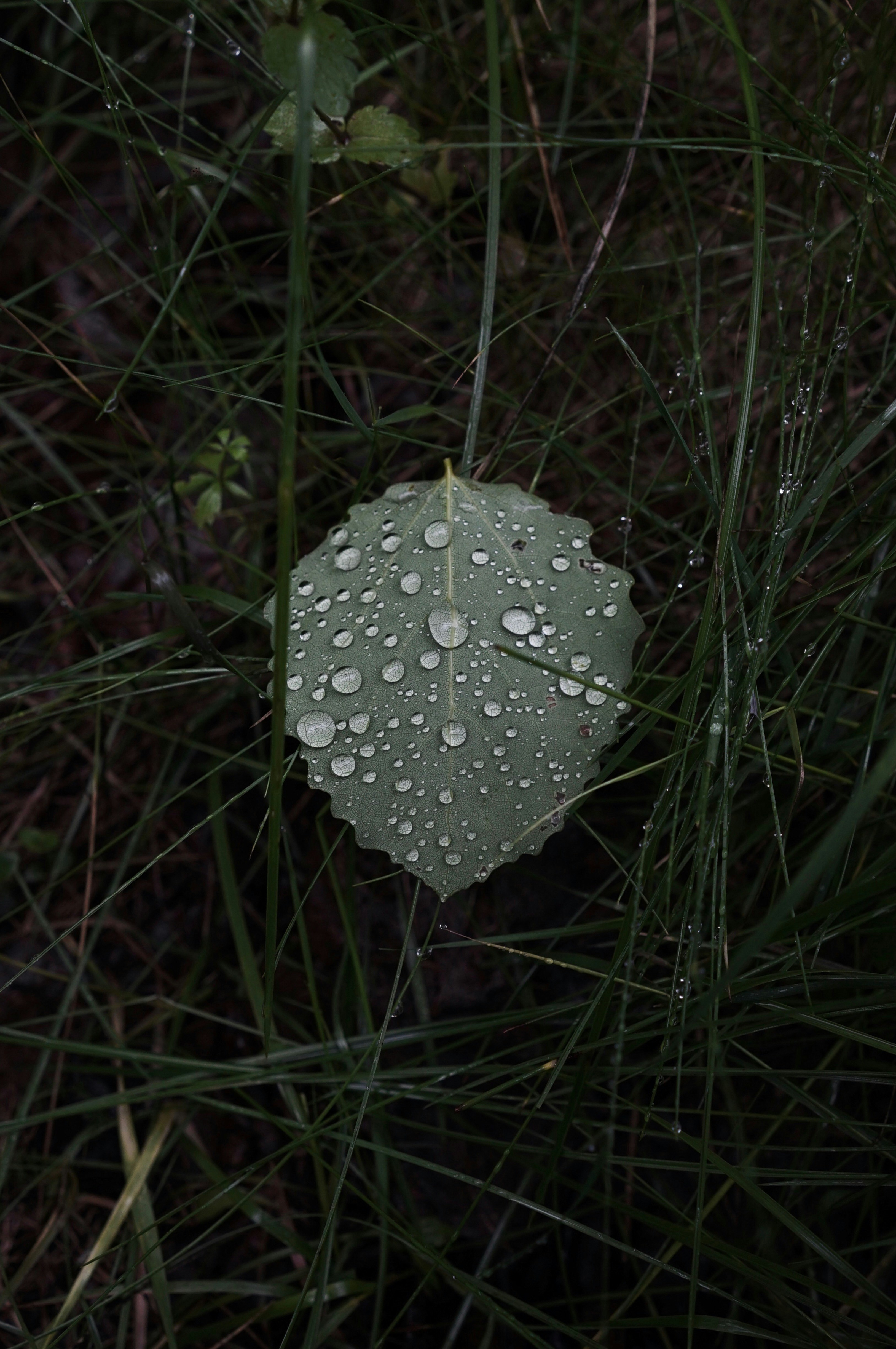 Dew-Laden Leaf in a Quiet Grass Web