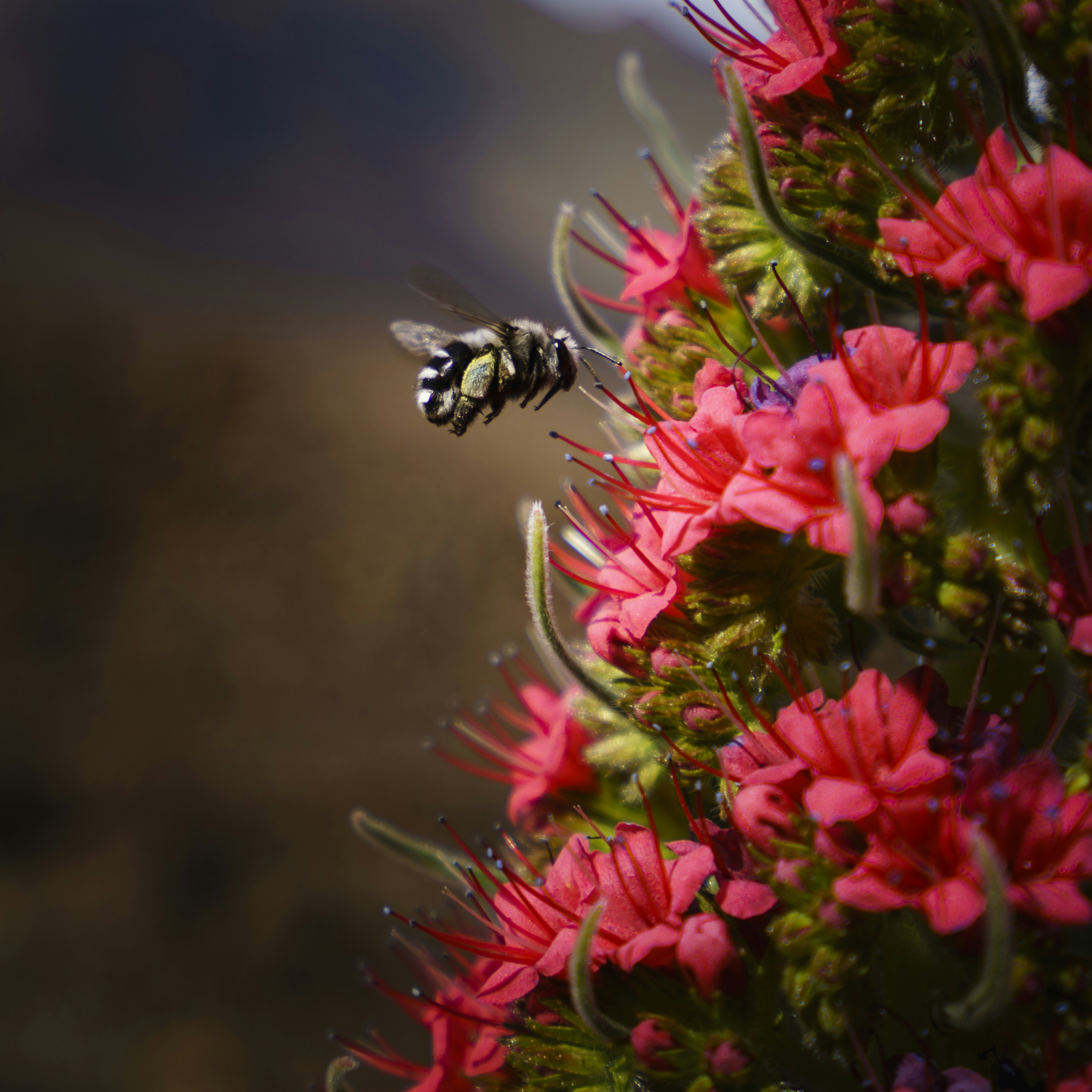 bee flying beside flower