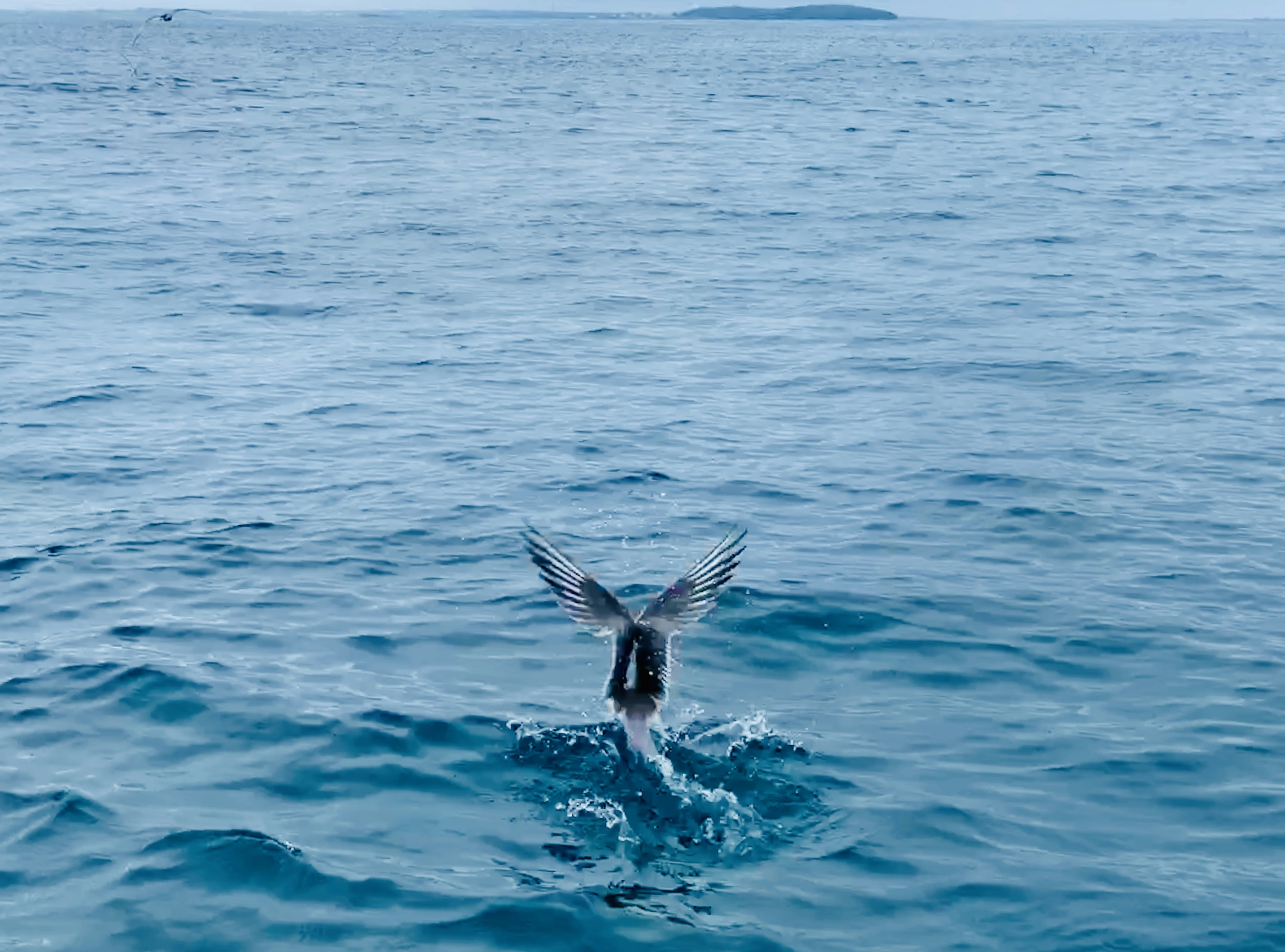 Bird taking flight from the ocean's surface, creating ripples in the water. The horizon reveals distant islands under a calm sky.