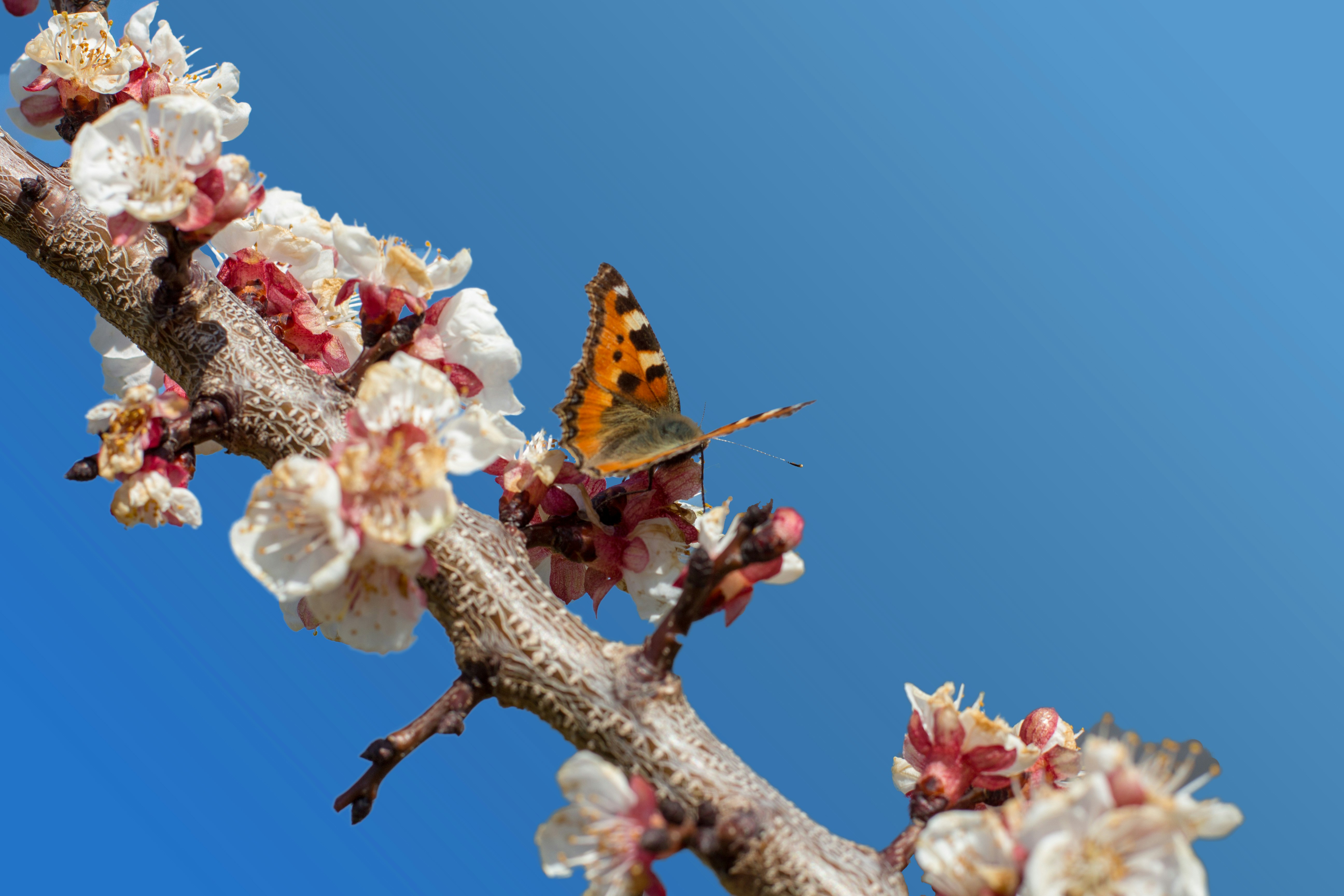 Orange Butterfly Crowned by White Blossoms Against a Deep Blue Sky