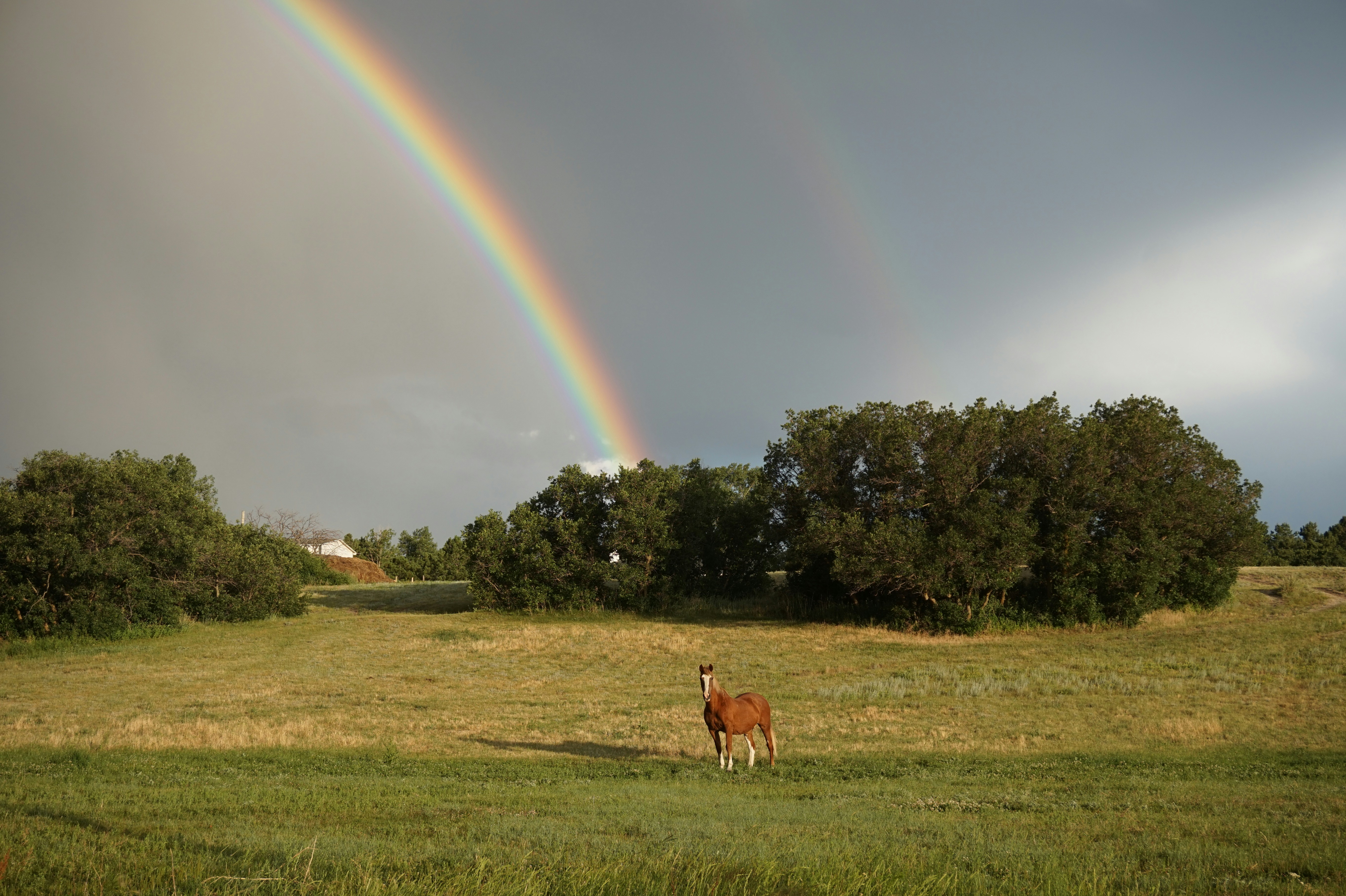Lone Horse Beneath a Double Rainbow Over Rolling Pasture
