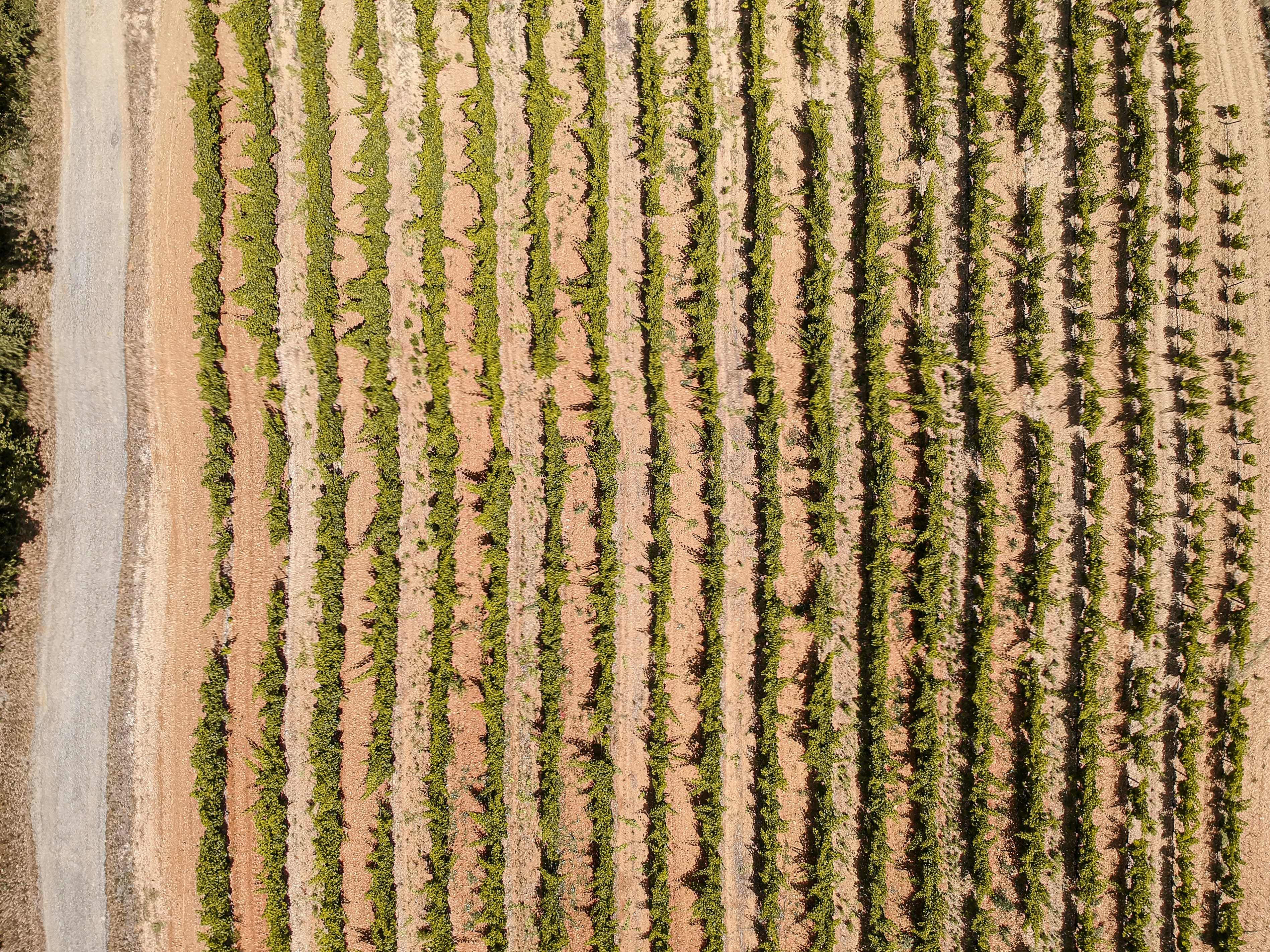 Aerial view of meticulously arranged vineyard rows, showcasing the intricate patterns of grapevines and earth. The scene highlights agricultural precision.