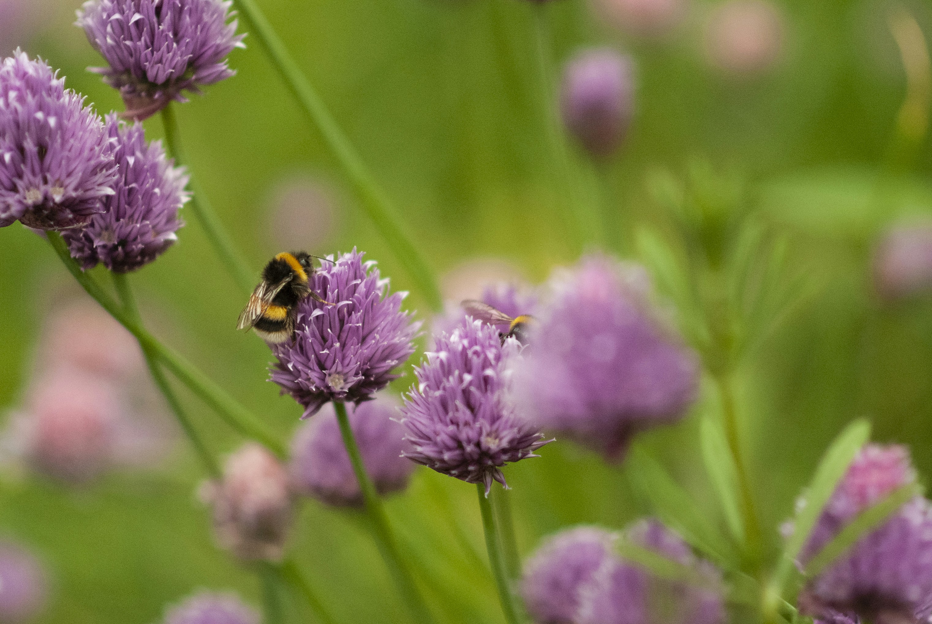 Bee perched on vibrant purple chive flowers in a lush garden.