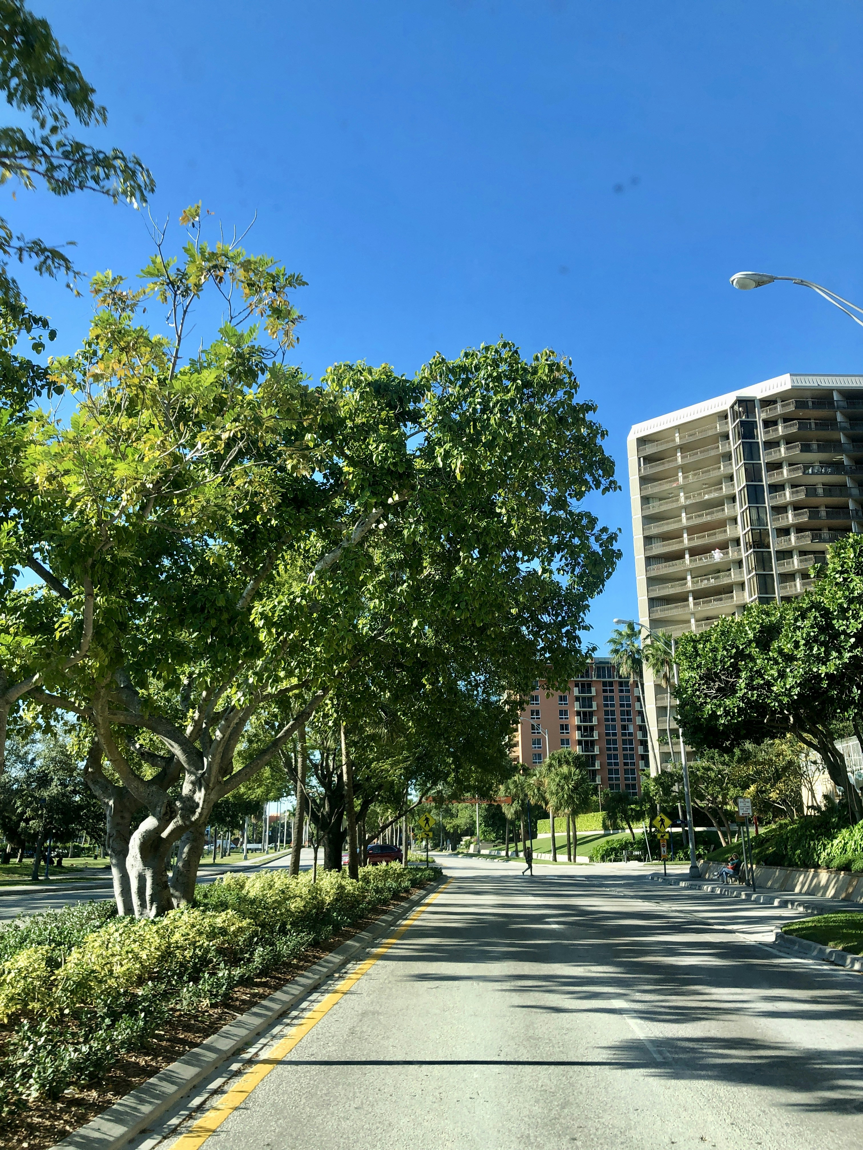 Sunlit Avenue: Tree Canopy Framing a Modern Skyline