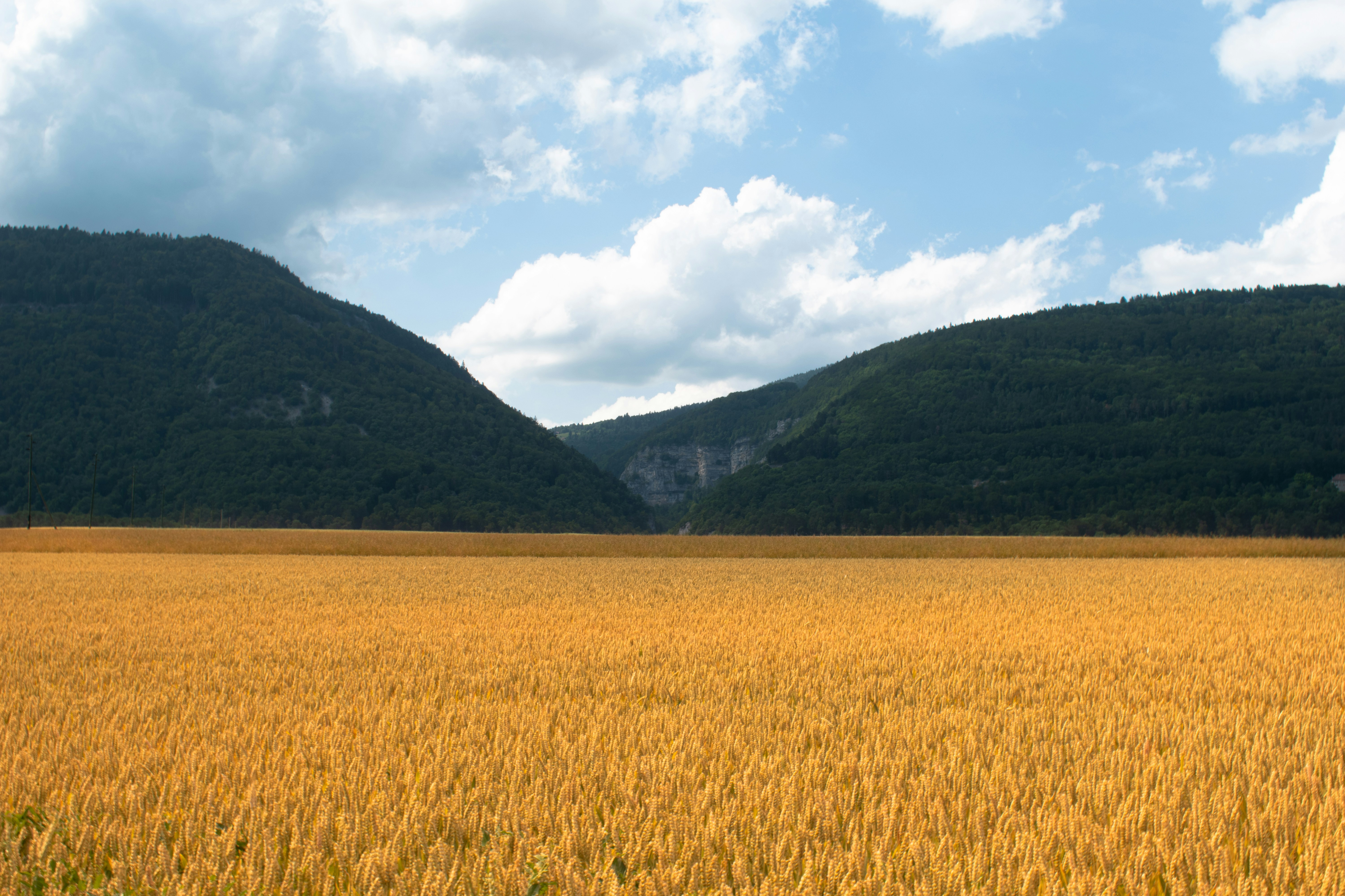 Expansive field of golden wheat stretching towards distant mountains under a partly cloudy sky.