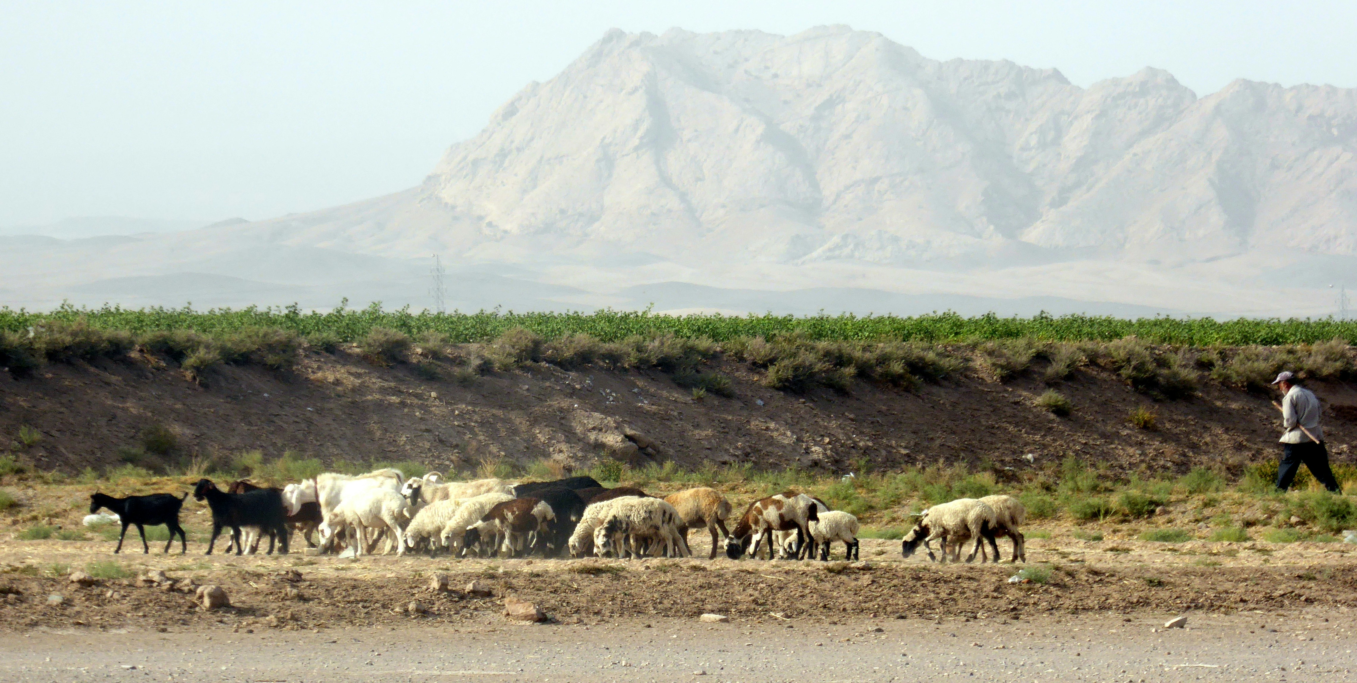 Herd of goat photo – Free Human Image on Unsplash