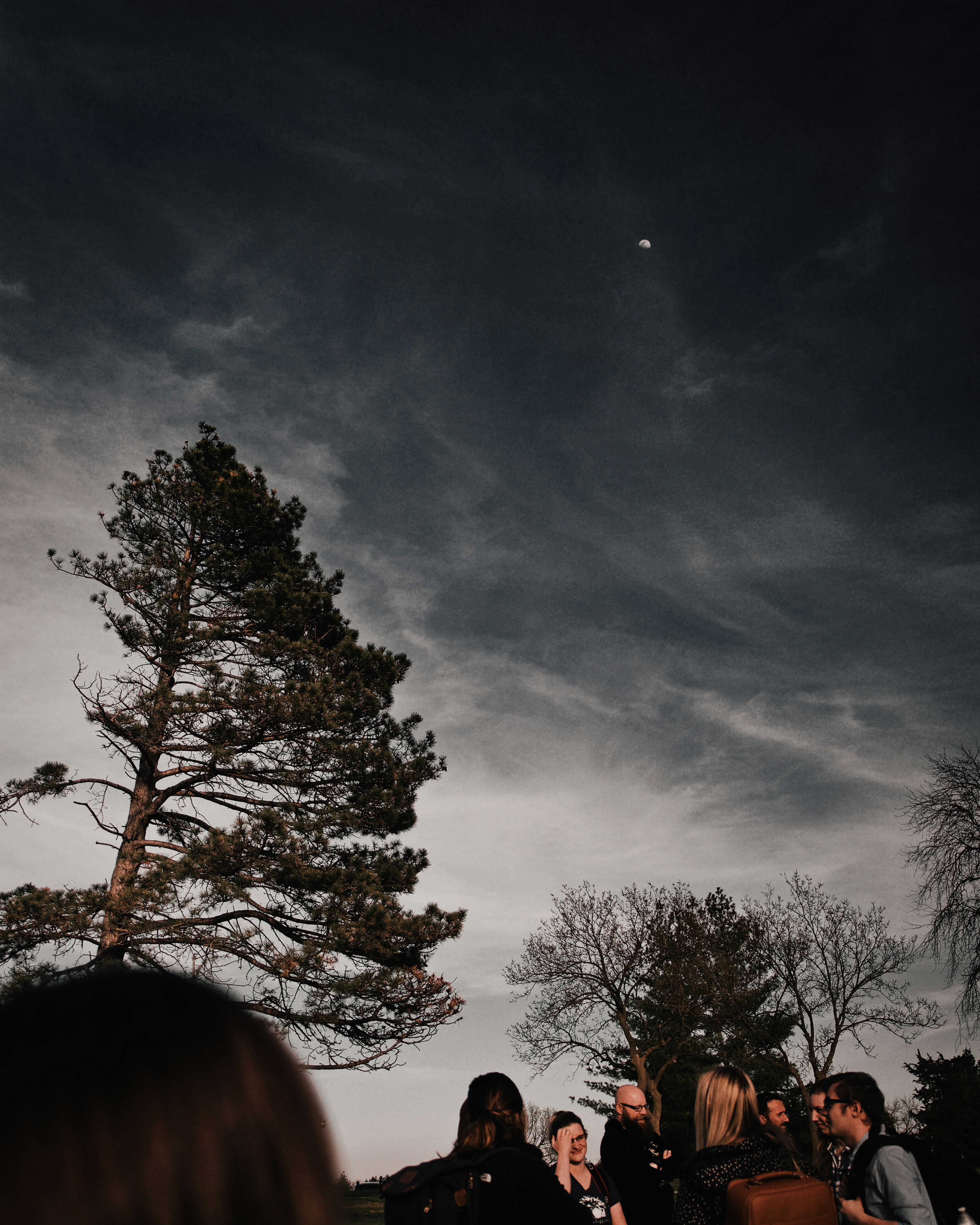 Group of people gathering near tall trees during night time photo ...