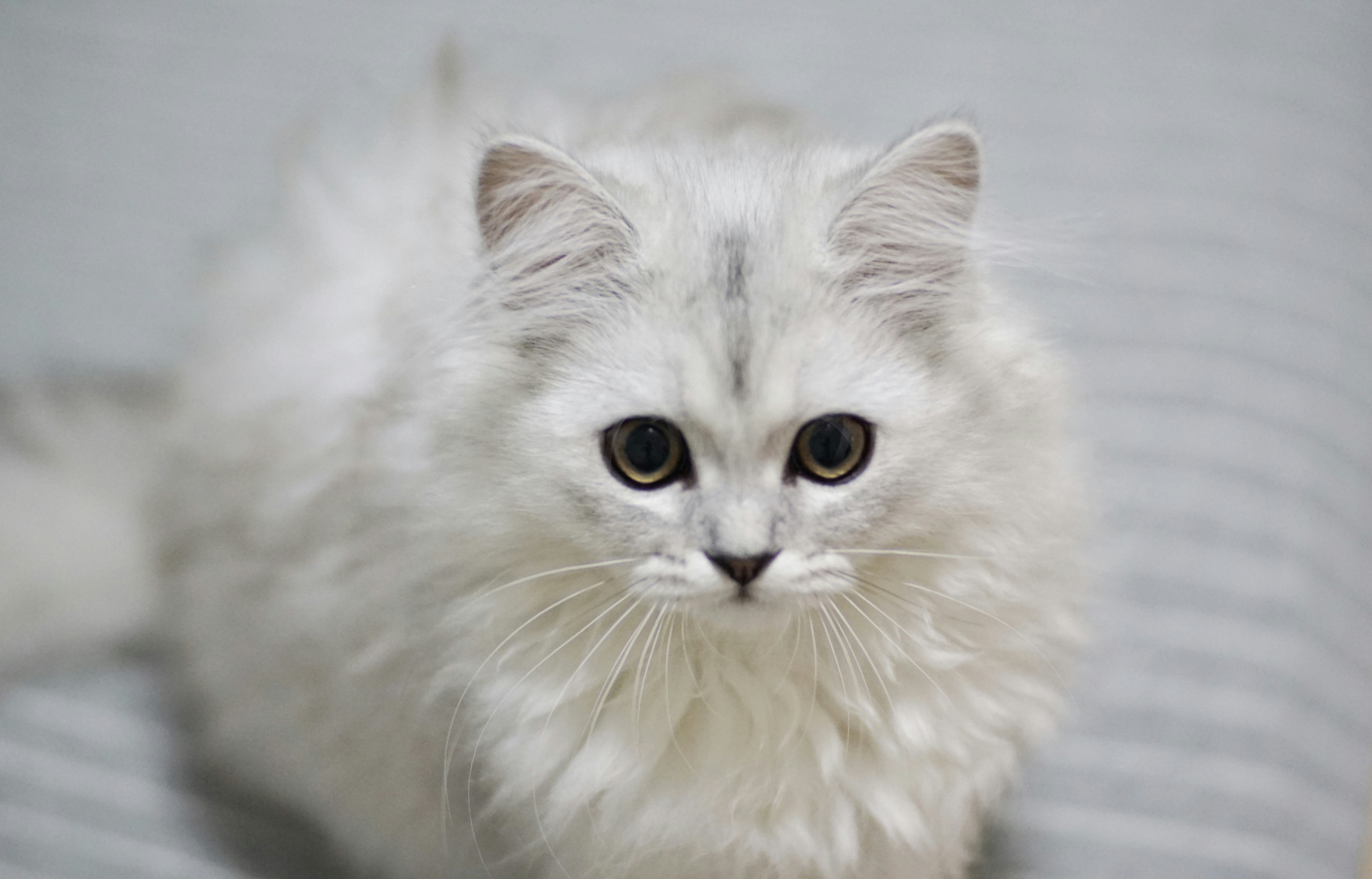 Close-up photo of white long-fur cat photo – Free Grey Image on Unsplash