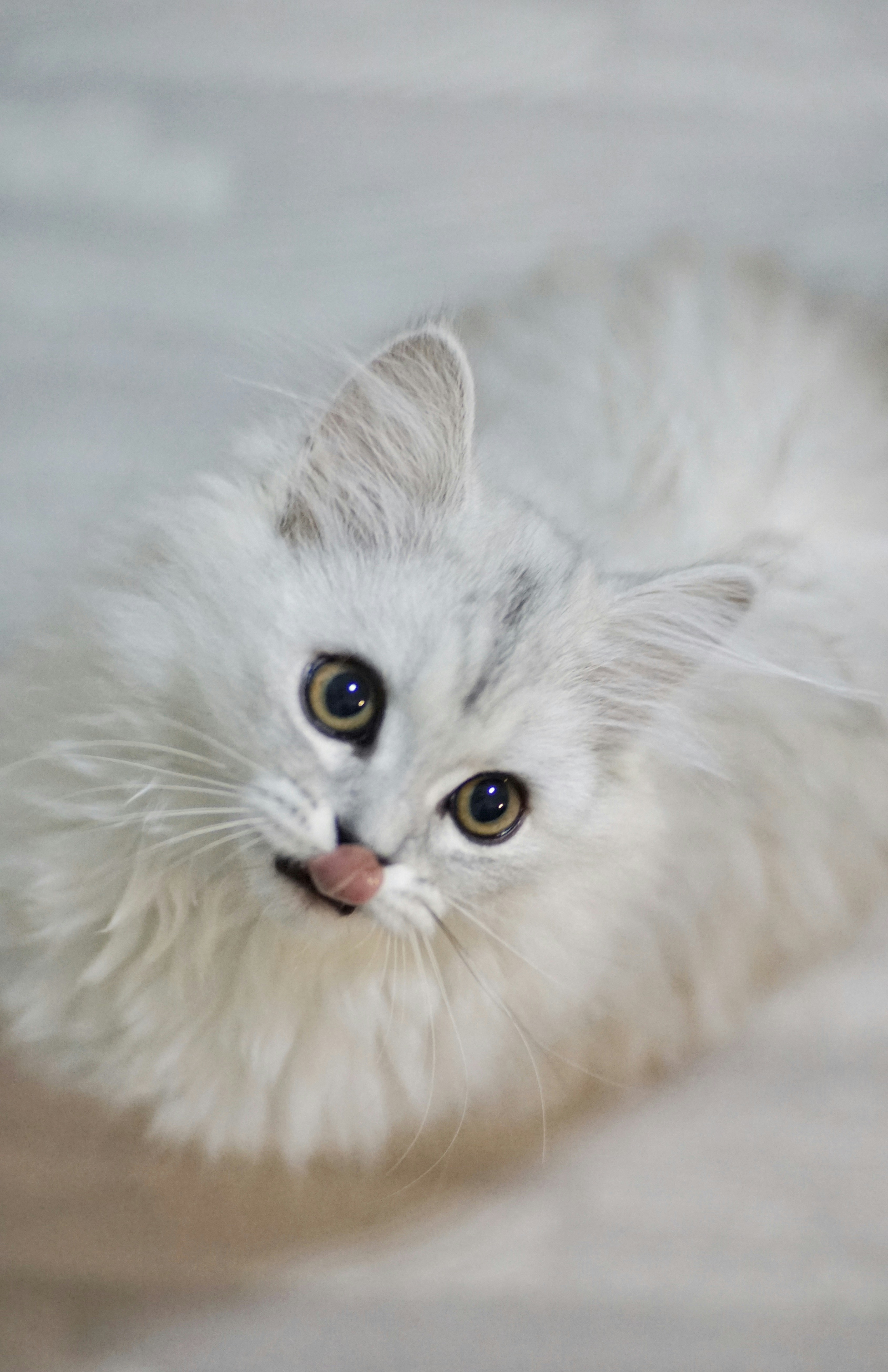 cat | 100+ best free photos on Unsplash