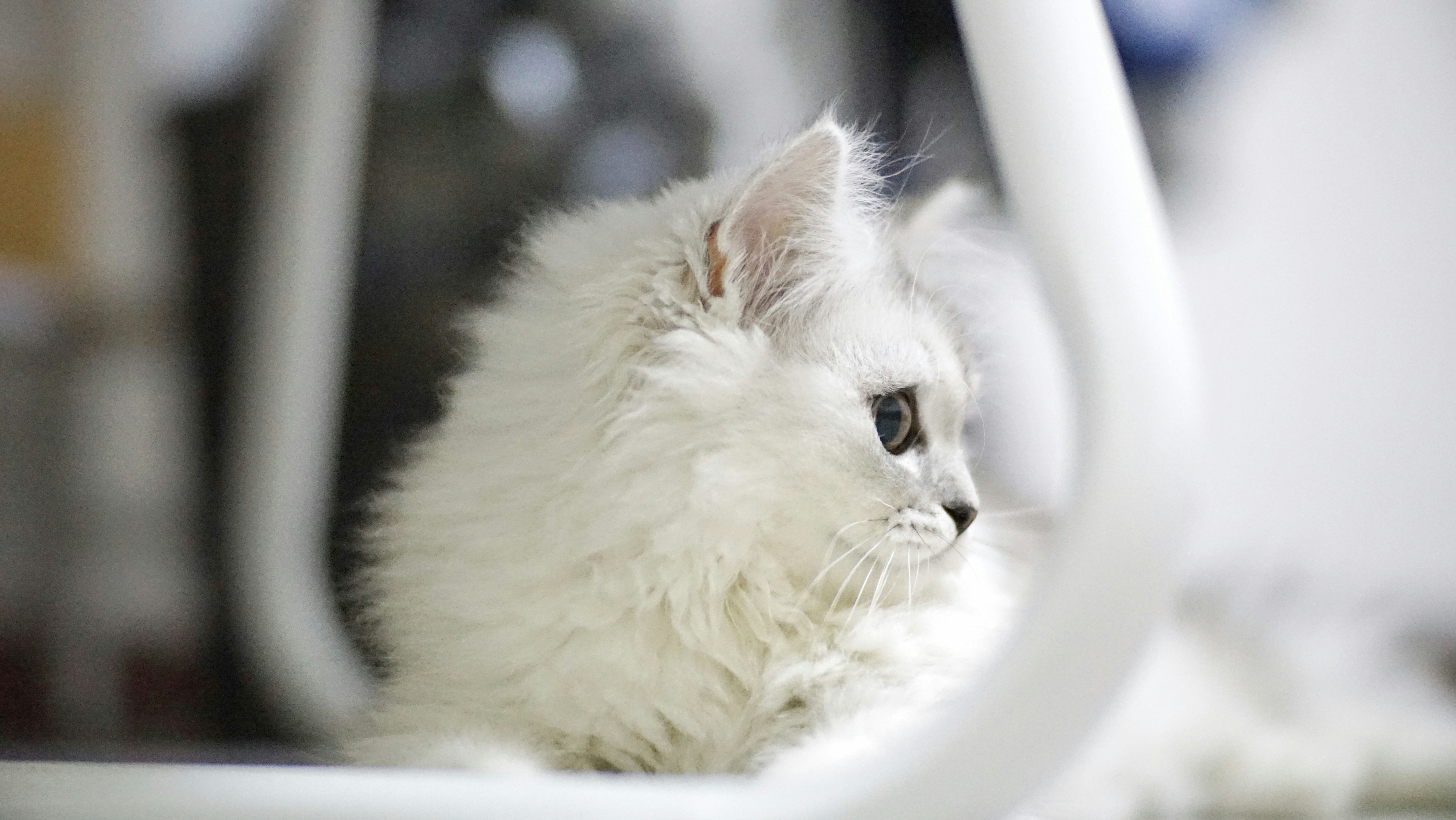 Quiet Focus in White: A White Persian Kitten Pausing by a Curved Chair