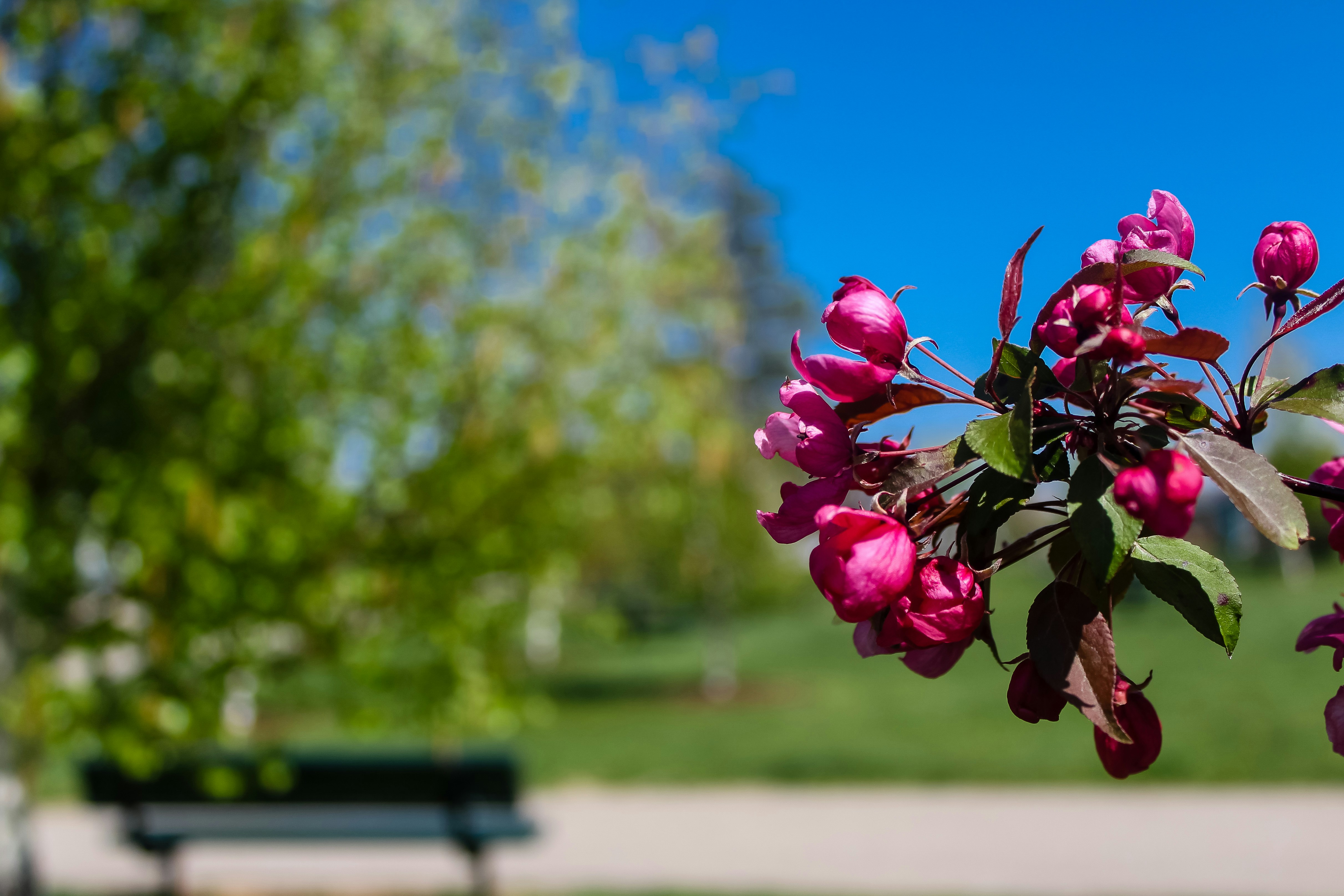 Crimson Bloom on the Park's Edge