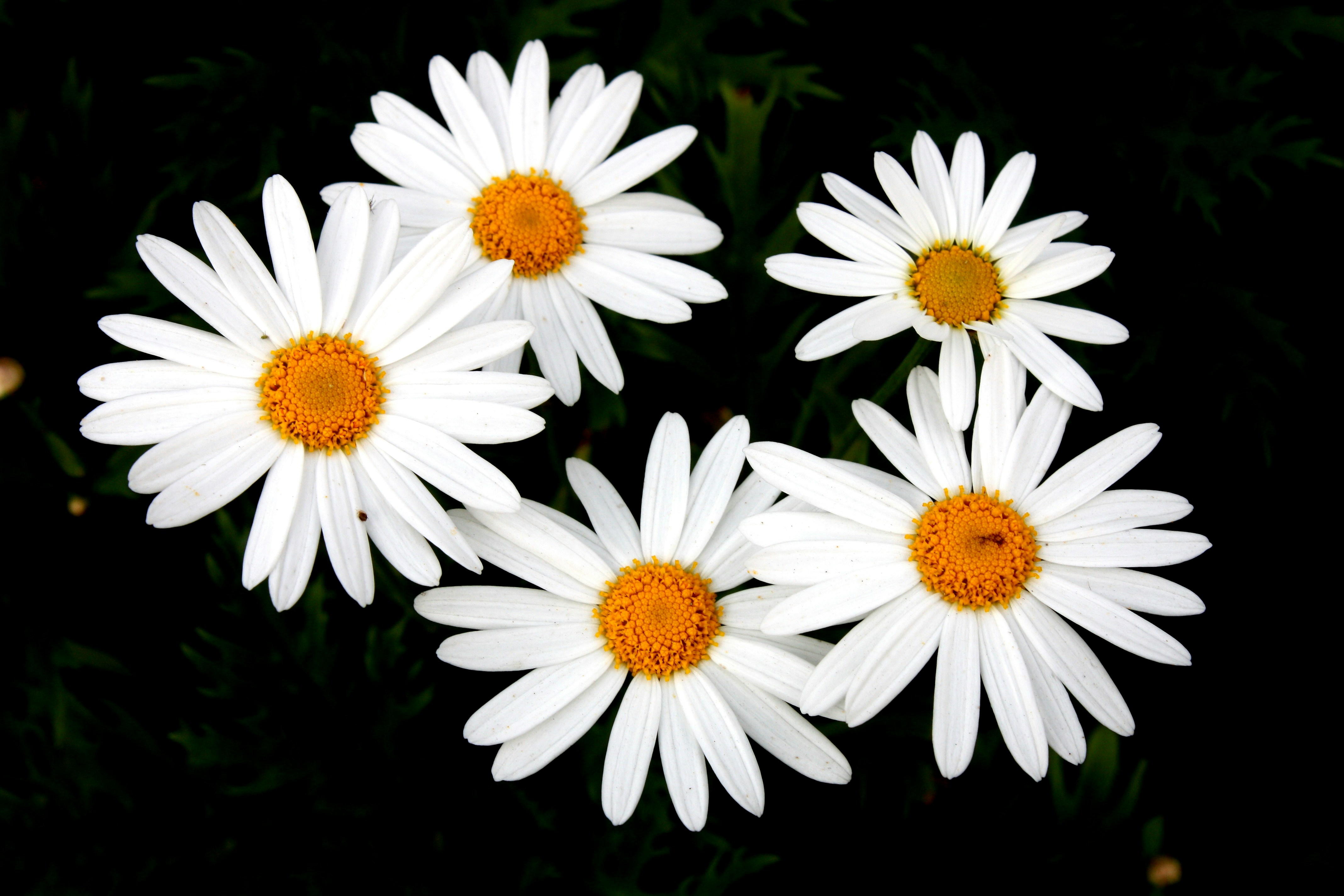 Five-daisy chorus: white petals shimmering against a velvet dark backdrop.