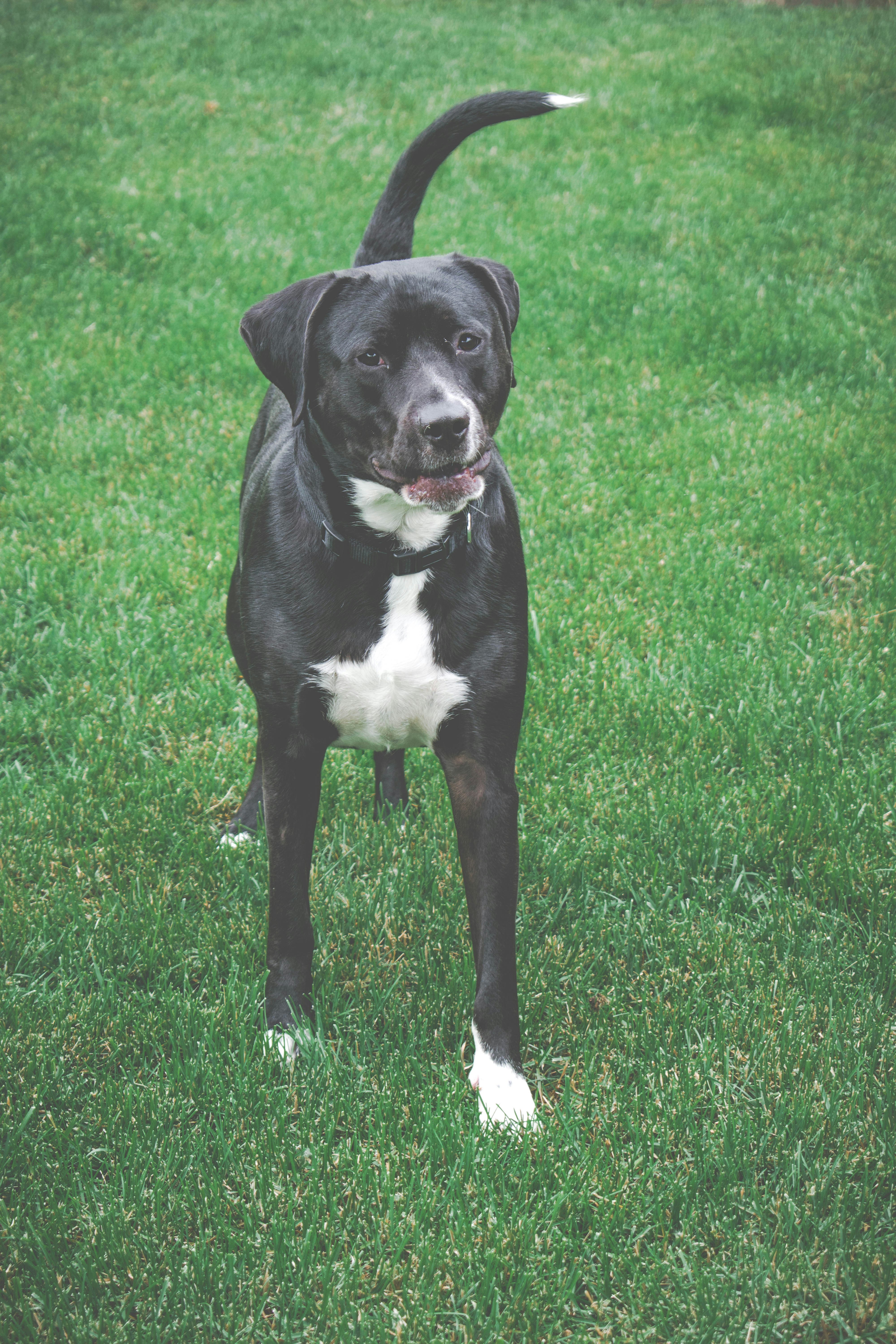 Black dog with white markings standing playfully on lush green grass.