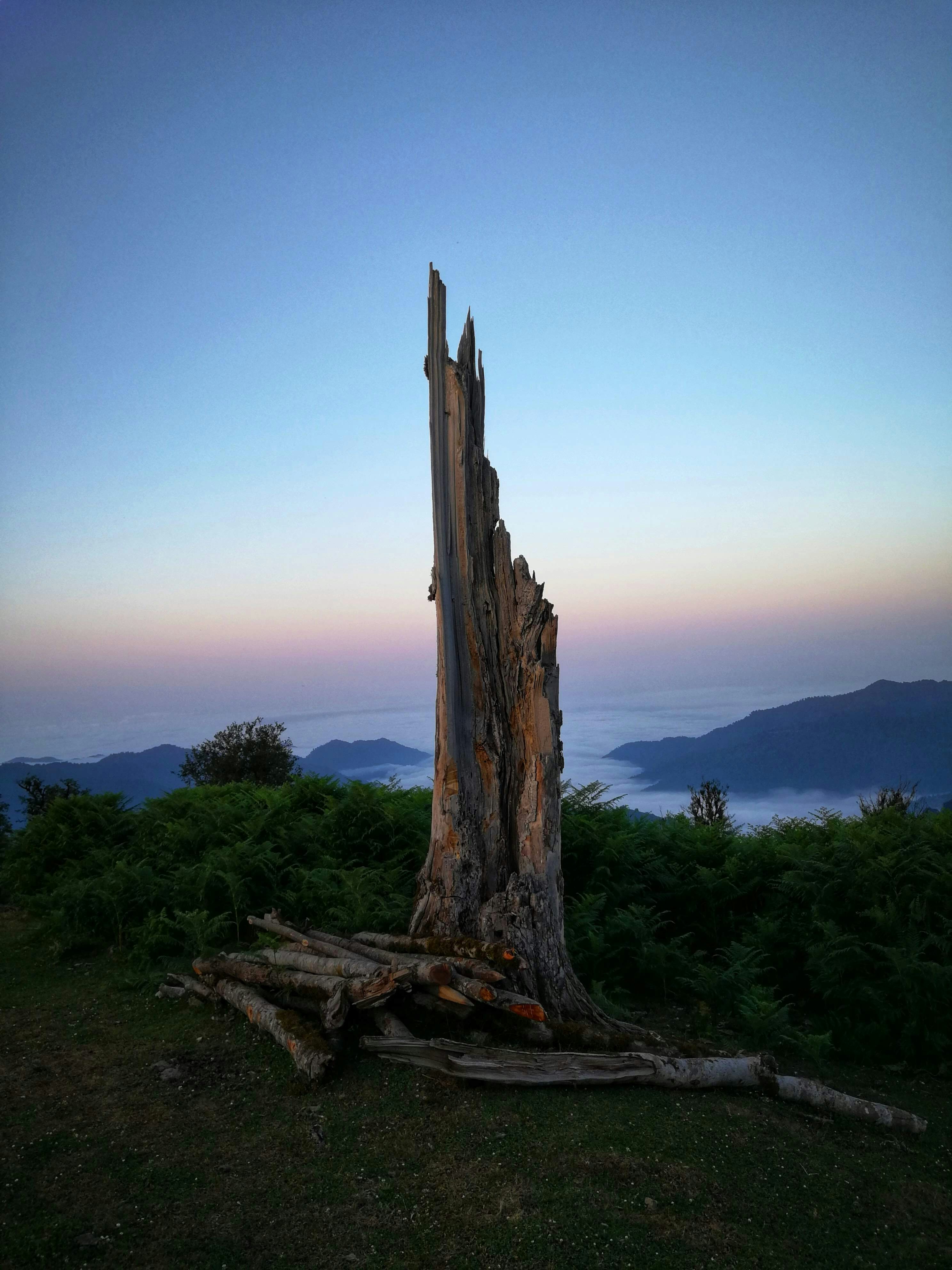 Tree Stump Pictures | Download Free Images on Unsplash