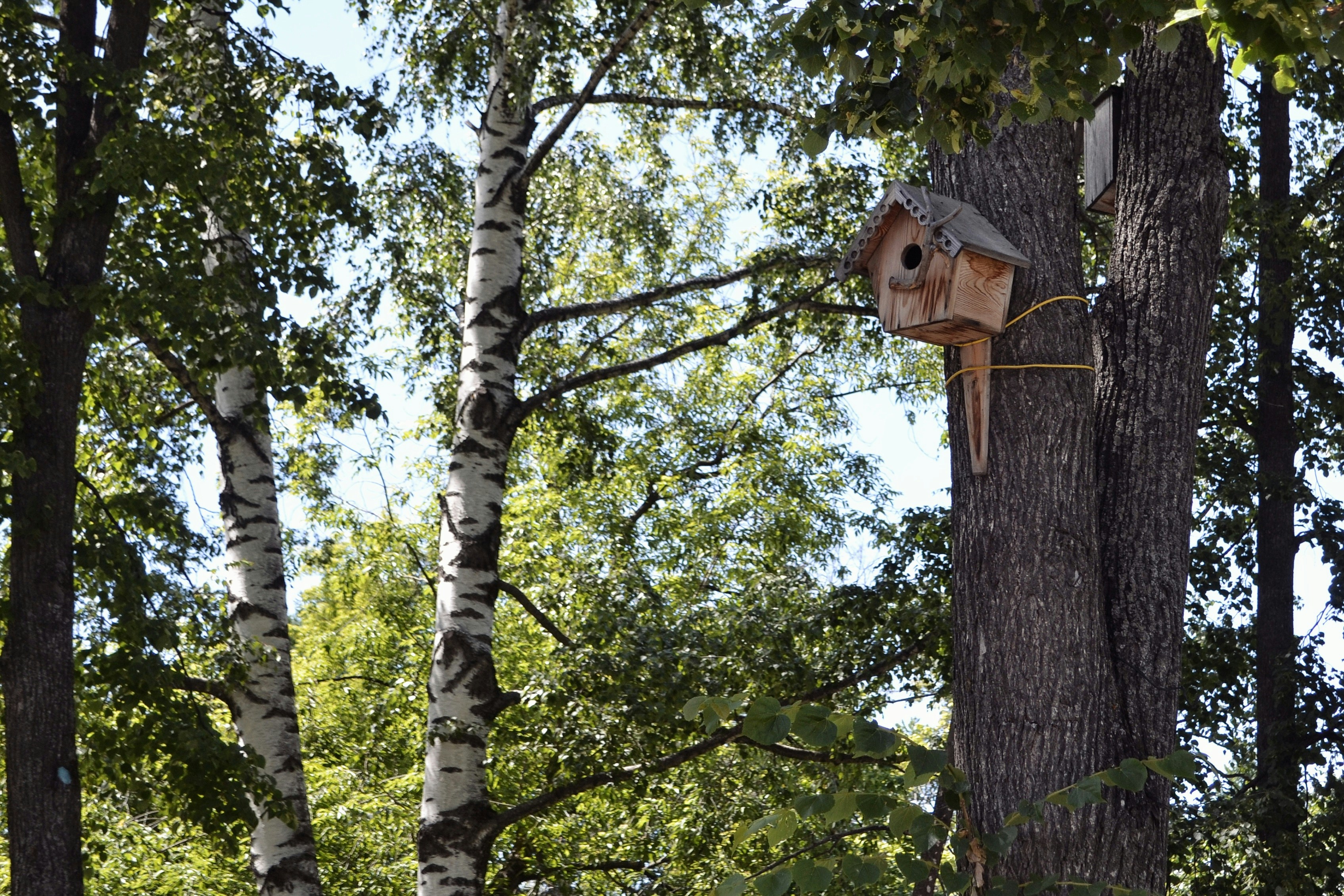 Wooden birdhouse mounted on a tree trunk surrounded by birch trees under dappled sunlight.