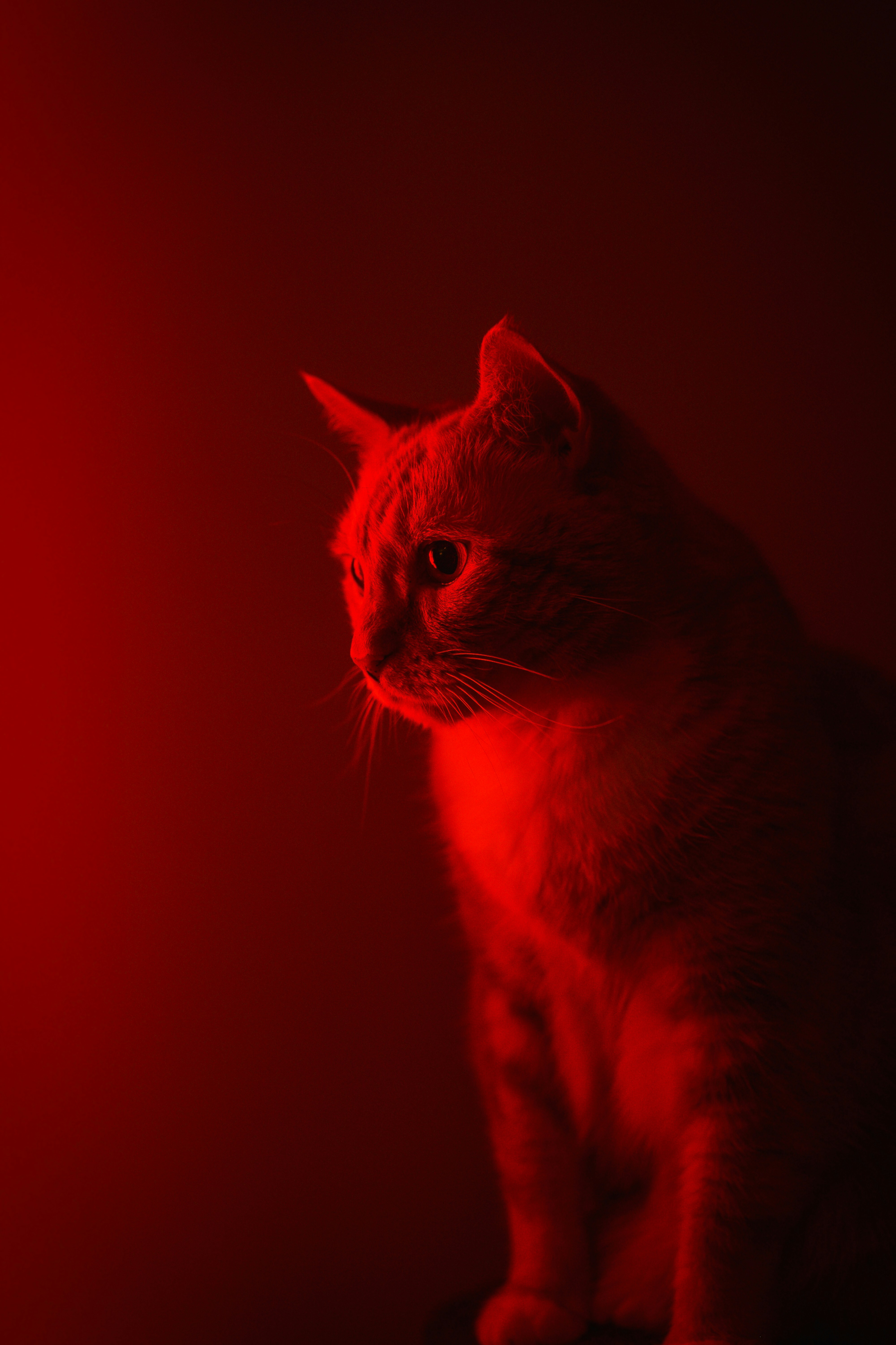 Cat facing right side photo – Free Red Image on Unsplash