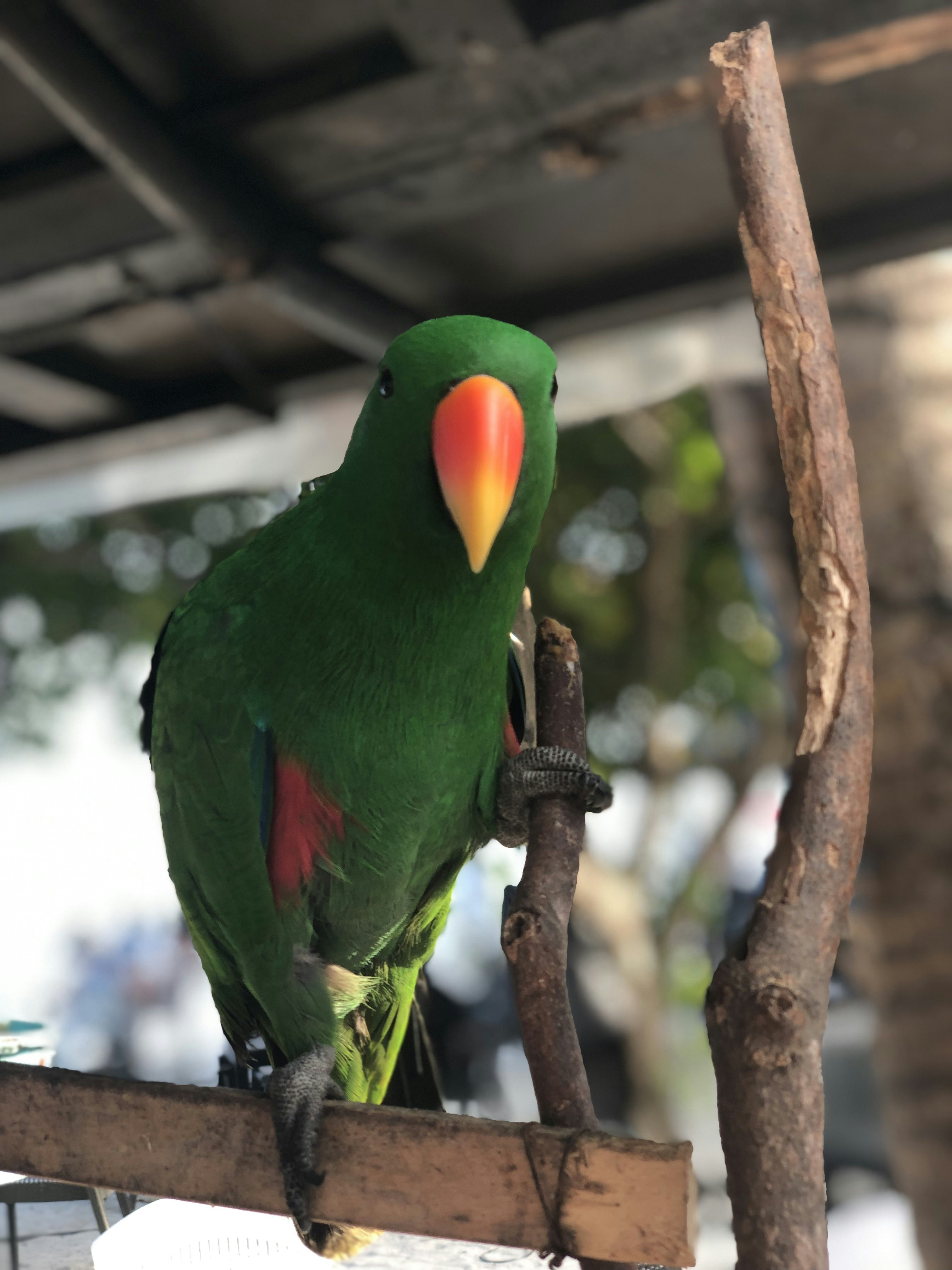Vibrant green parrot perched on a branch, showcasing its striking orange beak and colorful plumage against a blurred natural background.