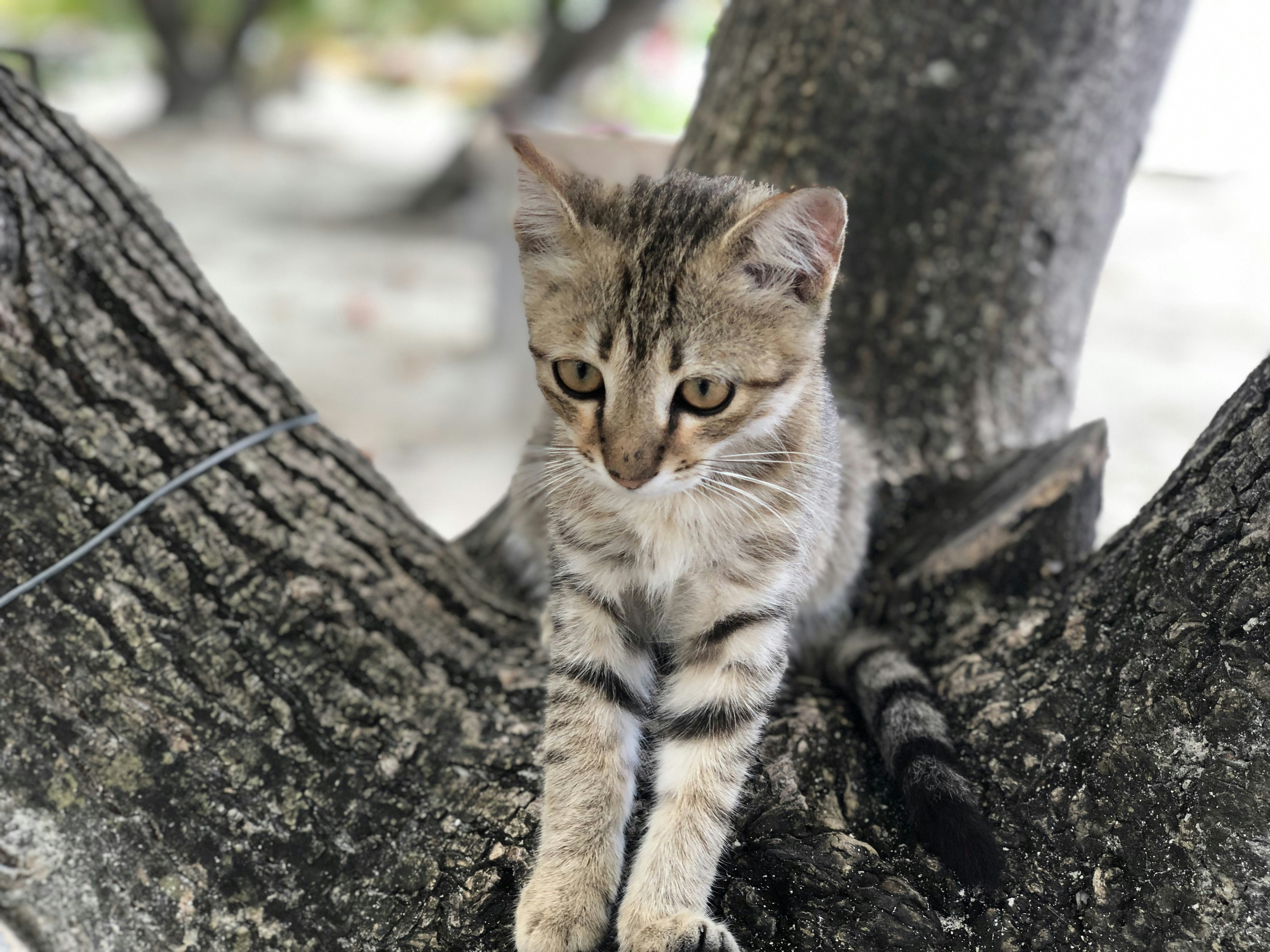 Curious Kitten Perched Between Tree Trunks
