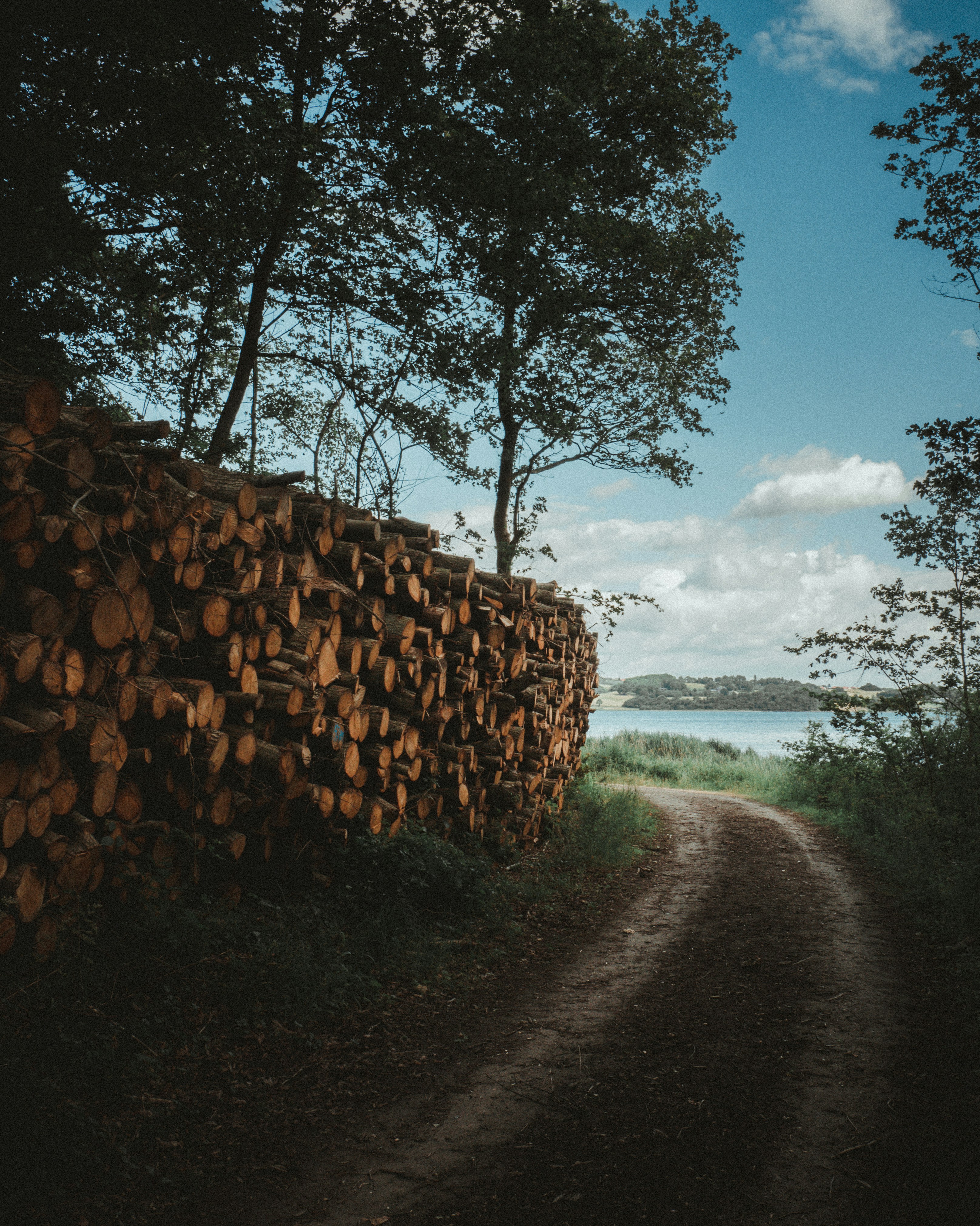 Echoes of Pine: A Log Pile Framing a Quiet Lakeside Trail