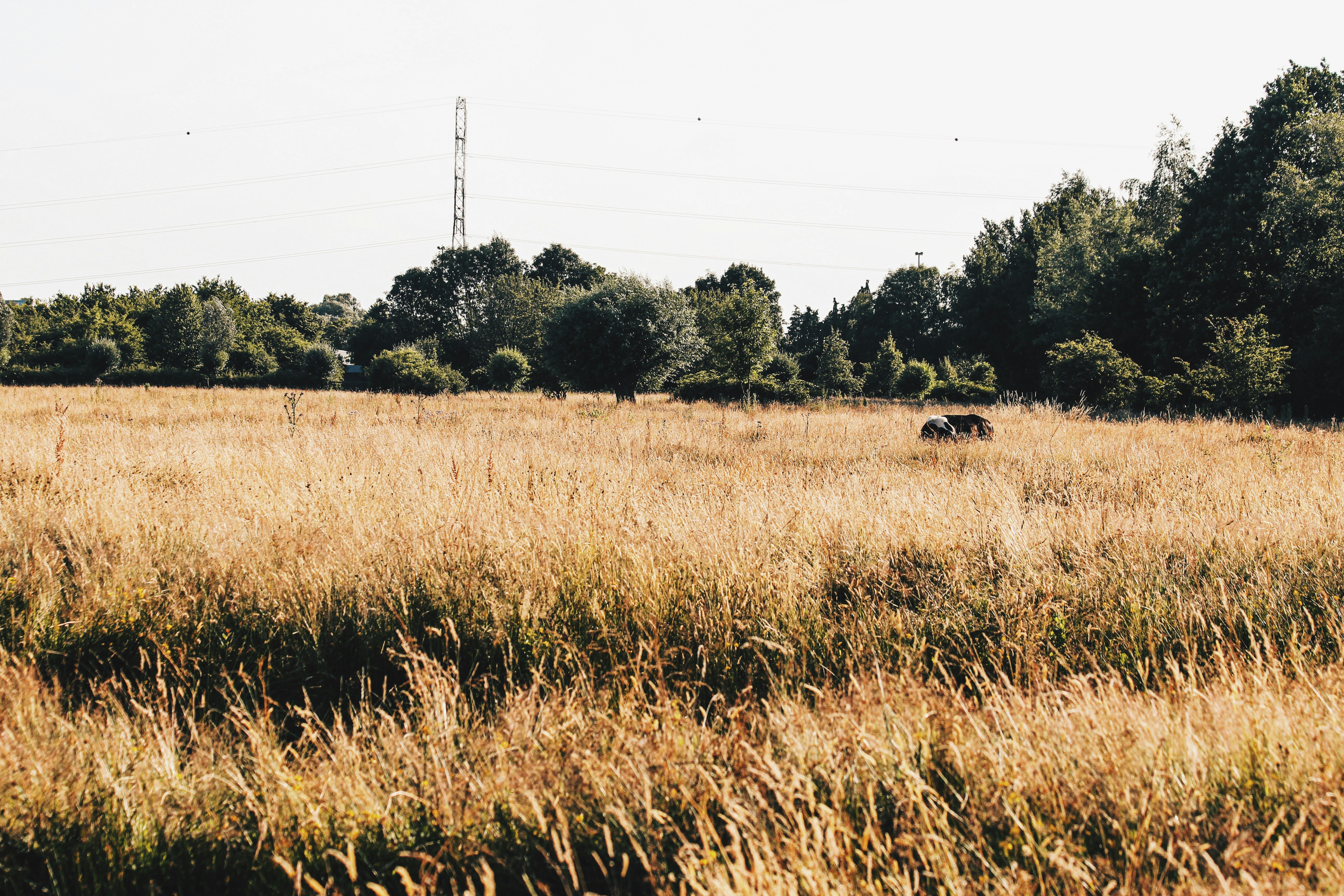 A tranquil landscape featuring a golden field under a clear sky, with scattered trees and a distant power line. A lone figure is seen in the grass, adding a sense of scale to the serene environment.