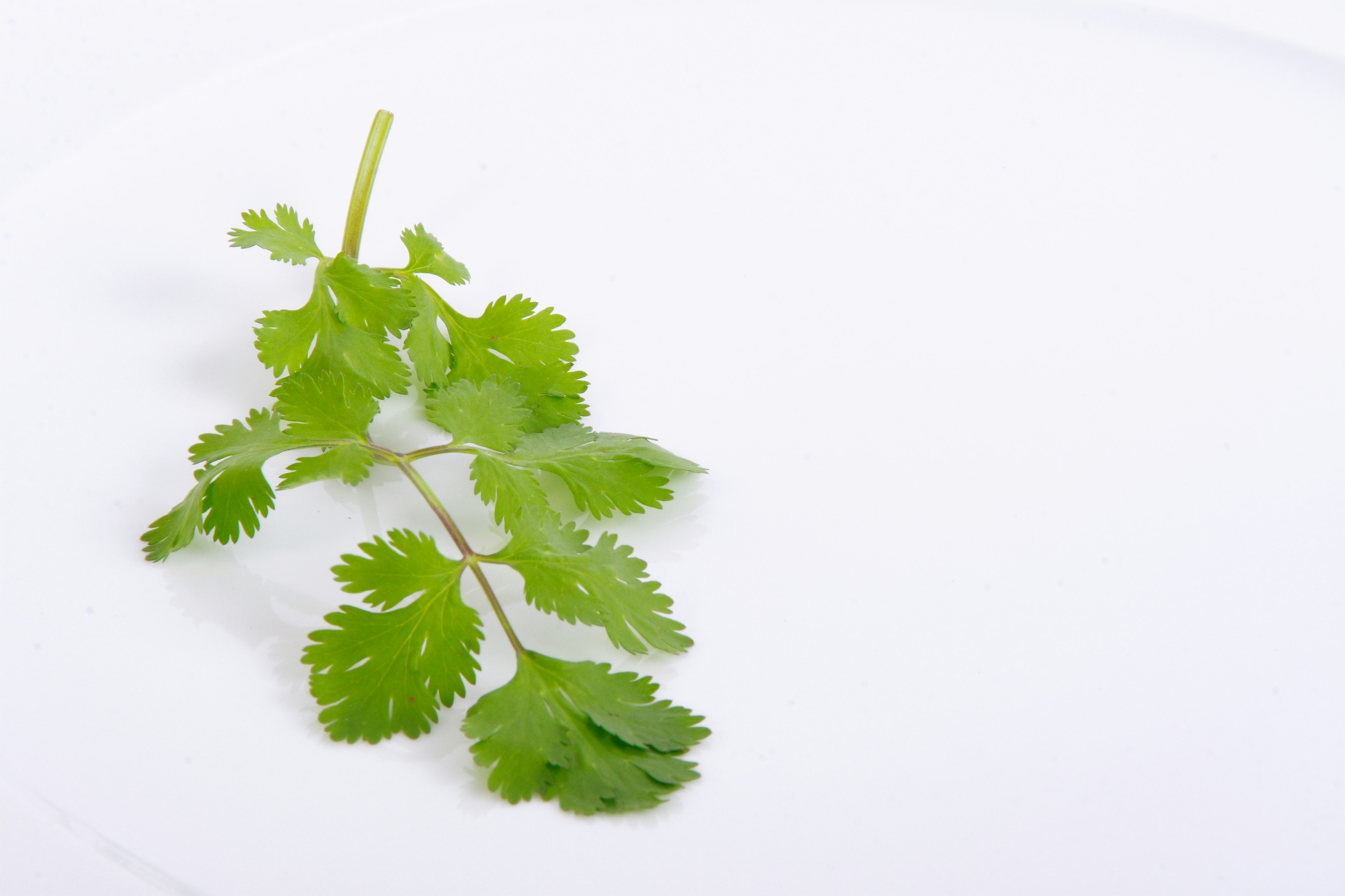 Parsley Pictures | Download Free Images on Unsplash