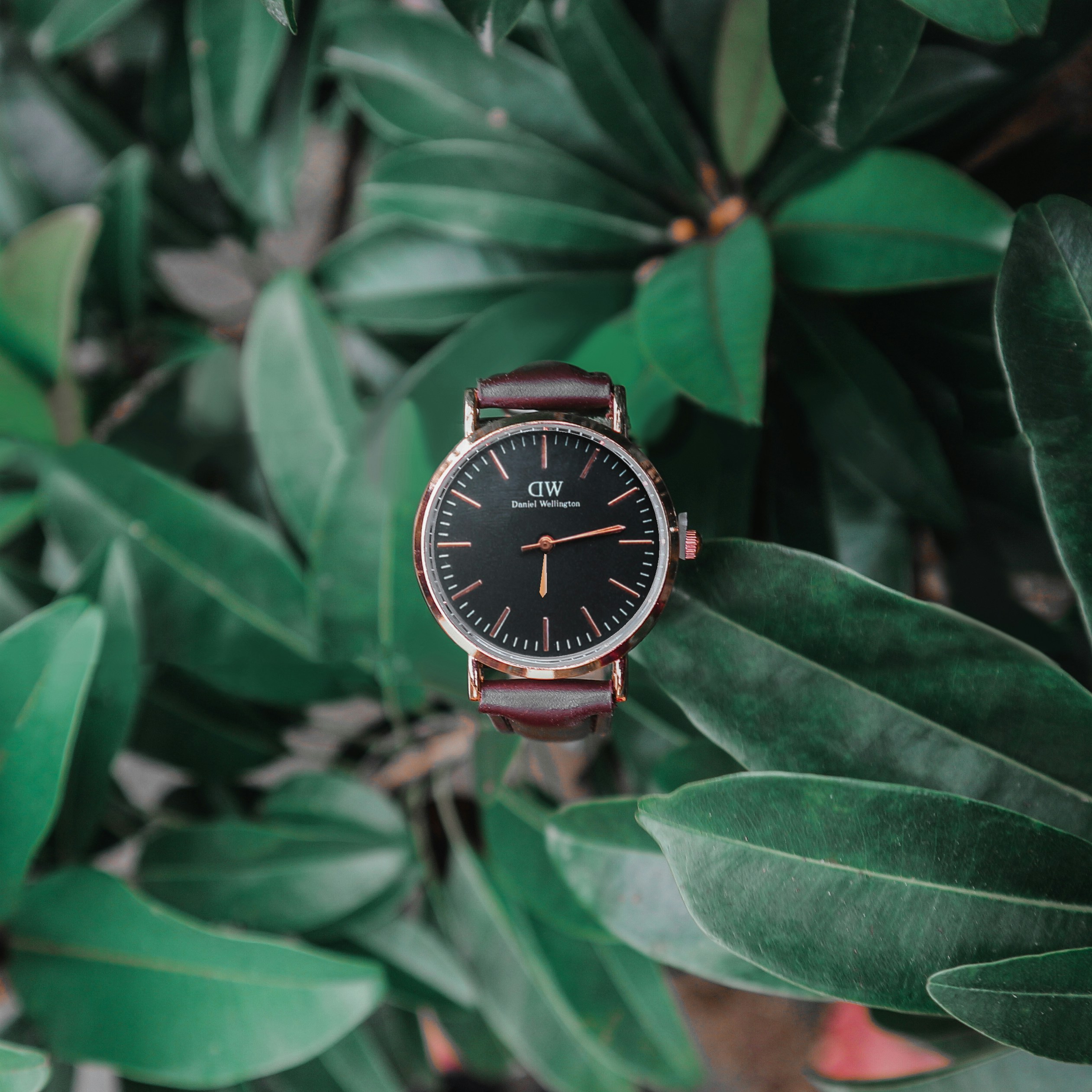 Heritage Timepiece Among Greenery